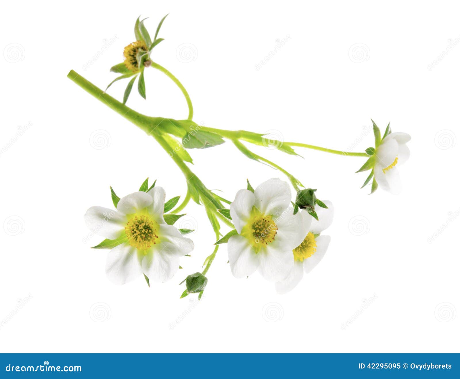 Strawberry Plant Isolated on White Background Stock Image - Image of ...