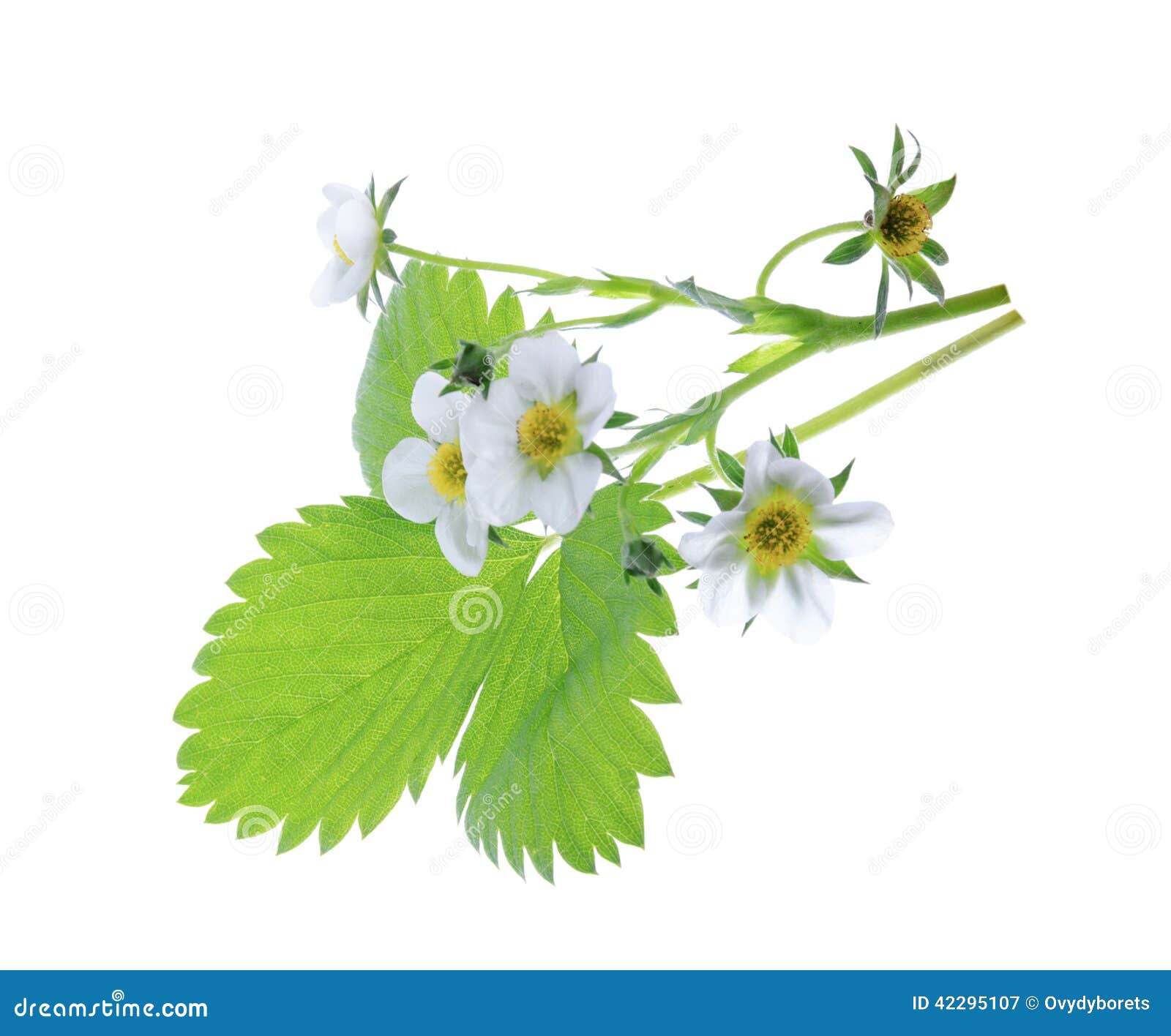Strawberry Plant Isolated on White Background Stock Image - Image of ...