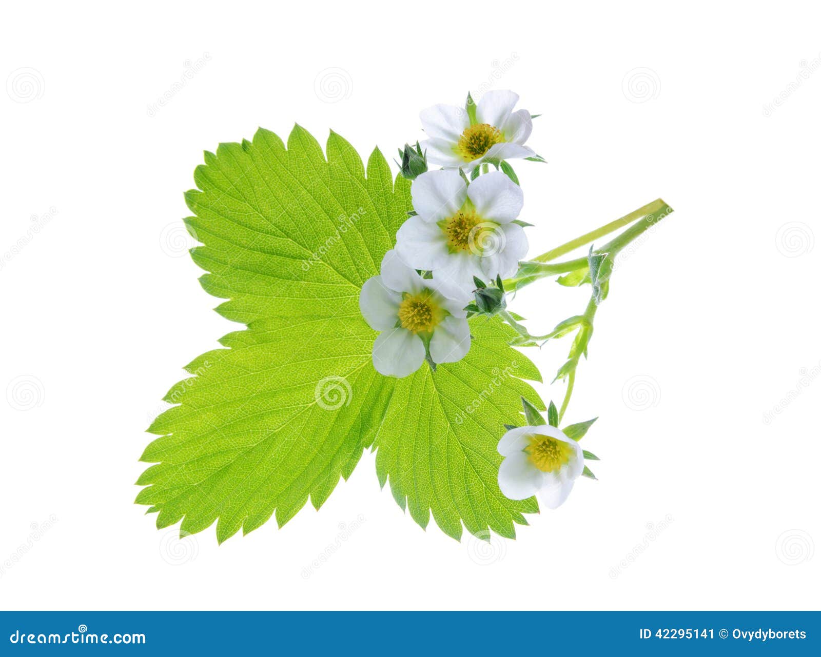 Strawberry Plant Isolated on White Background Stock Image - Image of ...