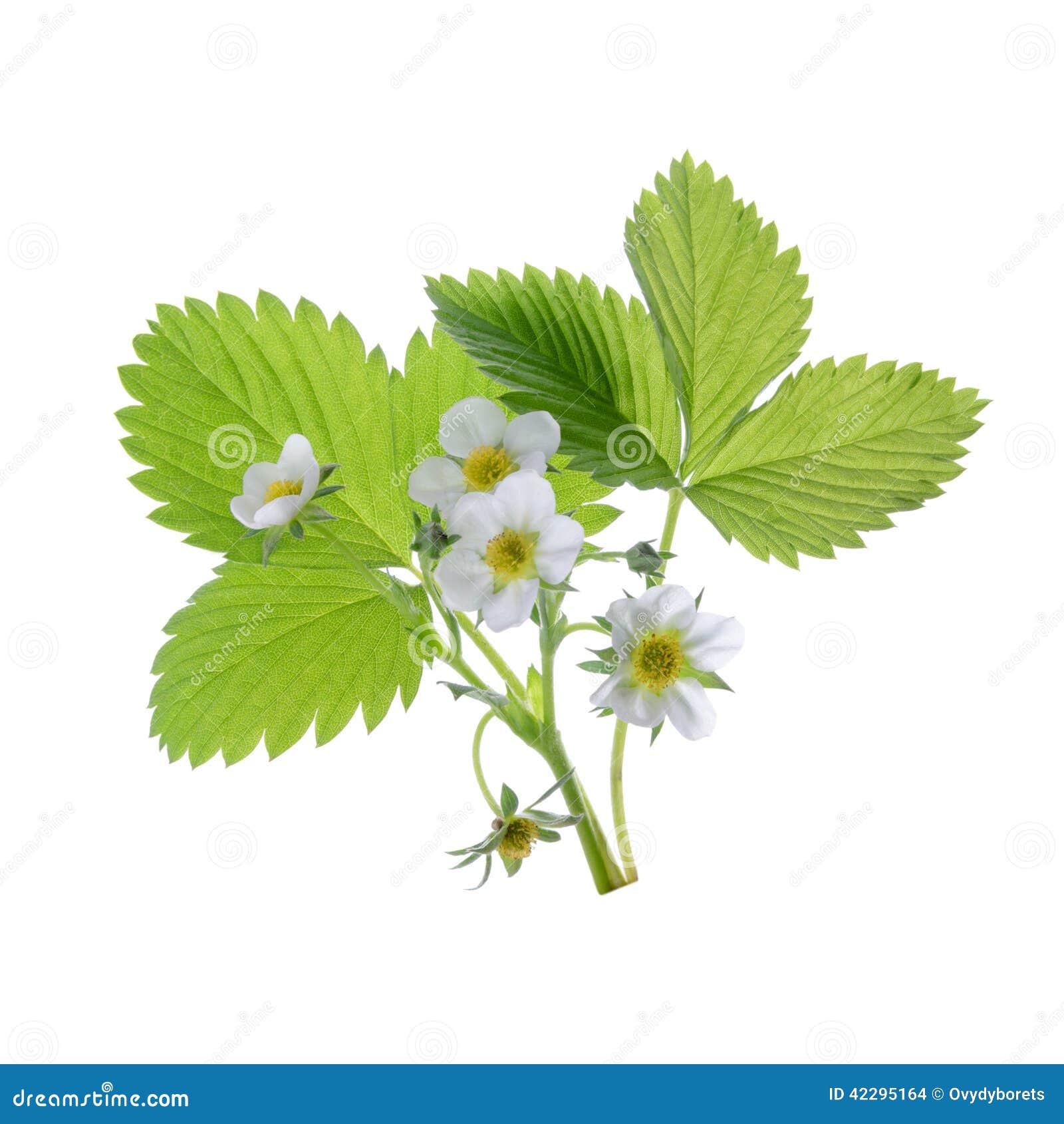 Strawberry Plant Isolated on White Background Stock Photo - Image of ...