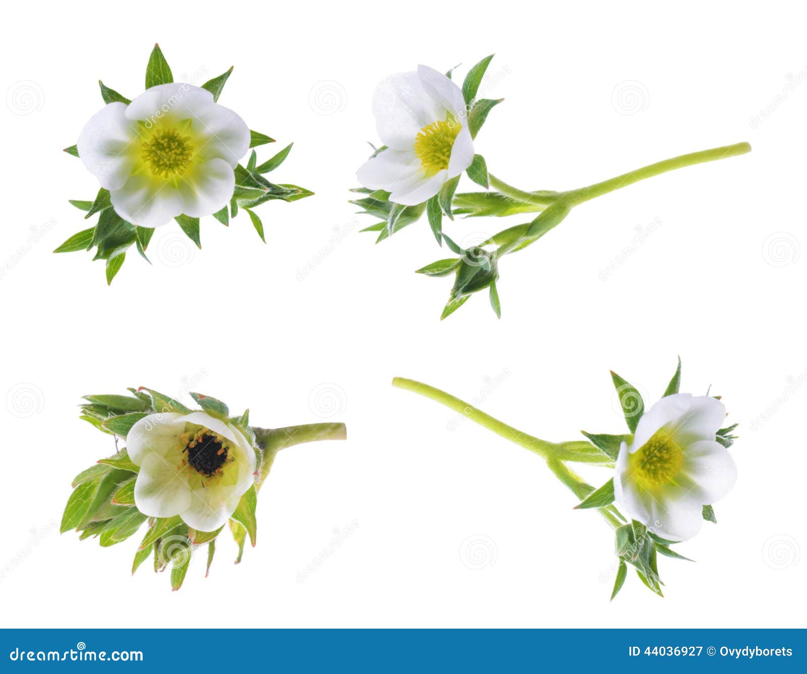 Strawberry Plant Isolated on White Background Stock Image - Image of ...