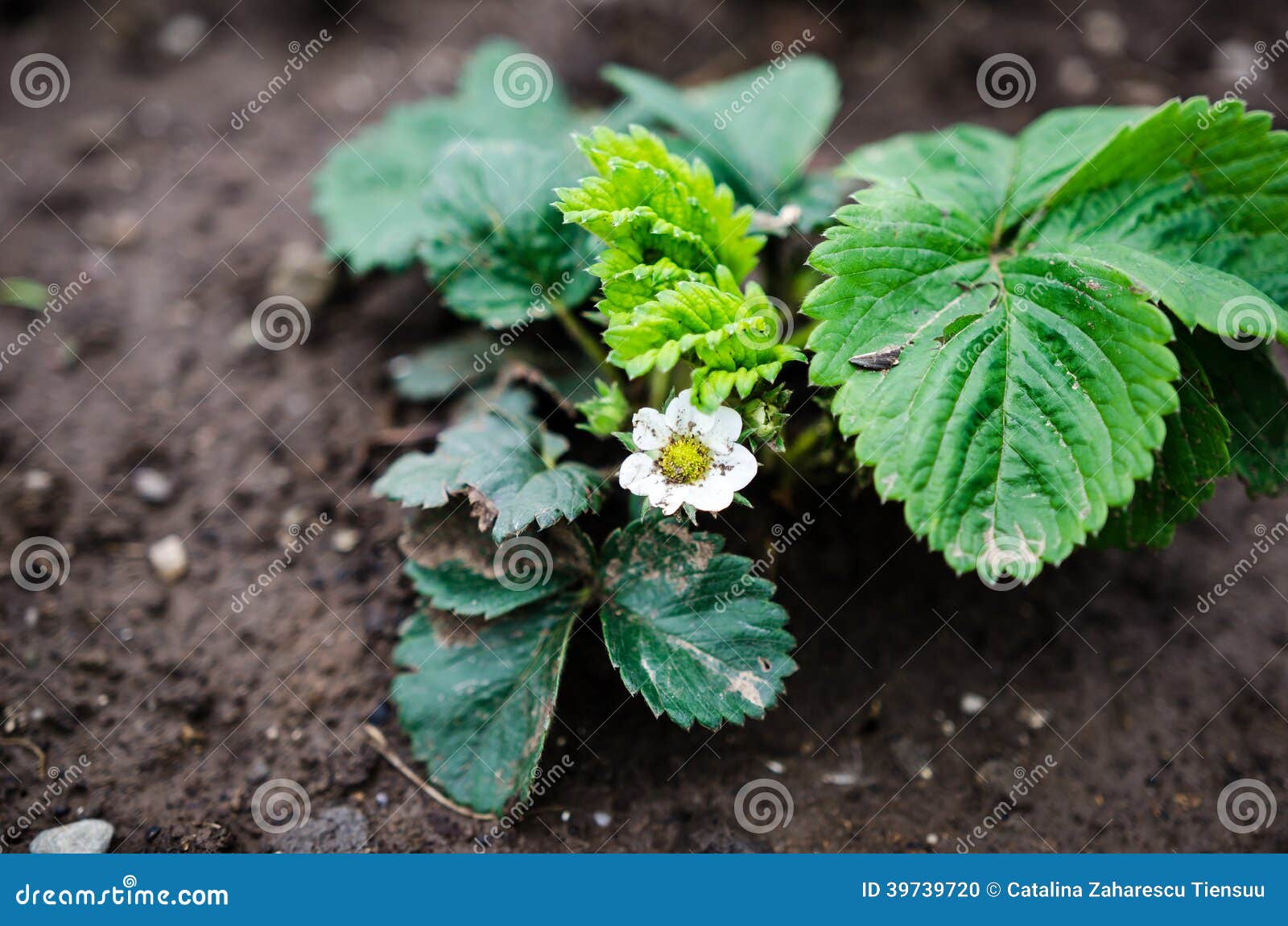 Strawberry plant stock photo. Image of food, fragaria - 39739720