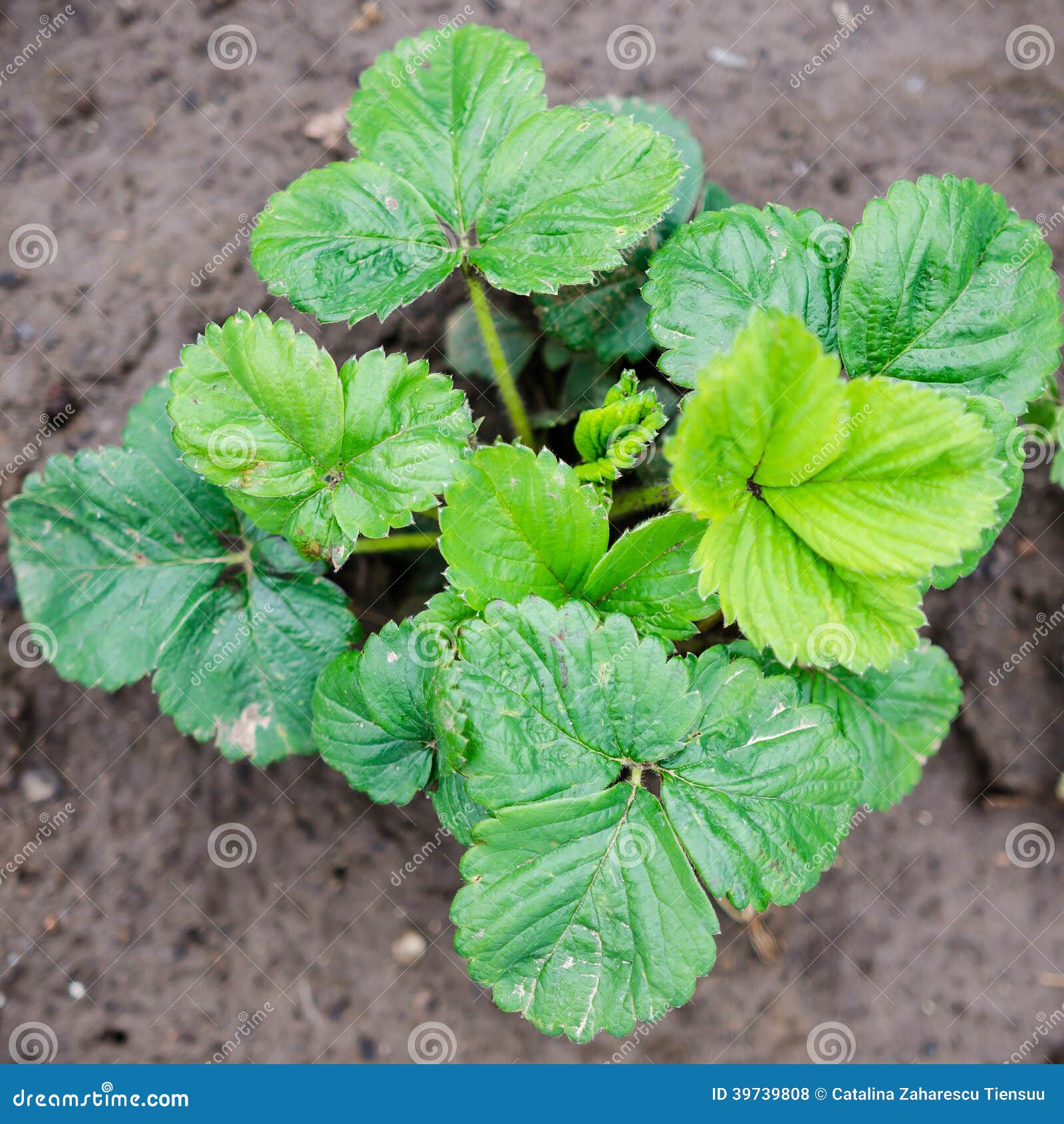 Strawberry plant stock photo. Image of home, nice, gardening - 39739808