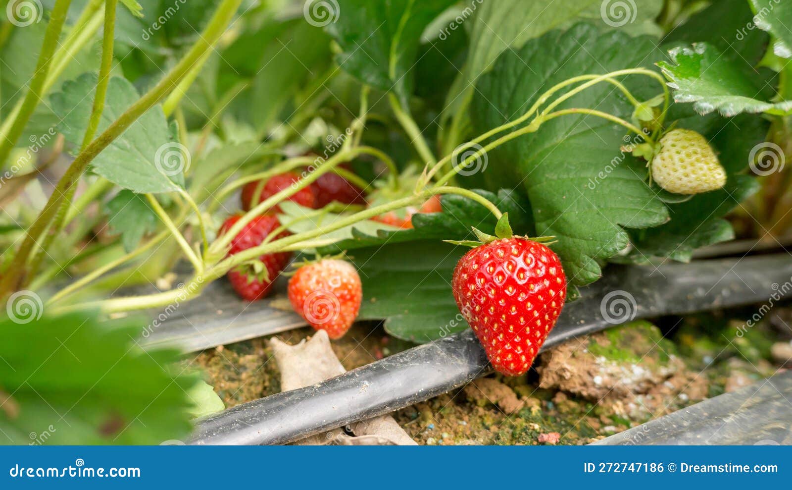 Strawberry Plant in an Orchard Stock Photo - Image of farm, sweet ...