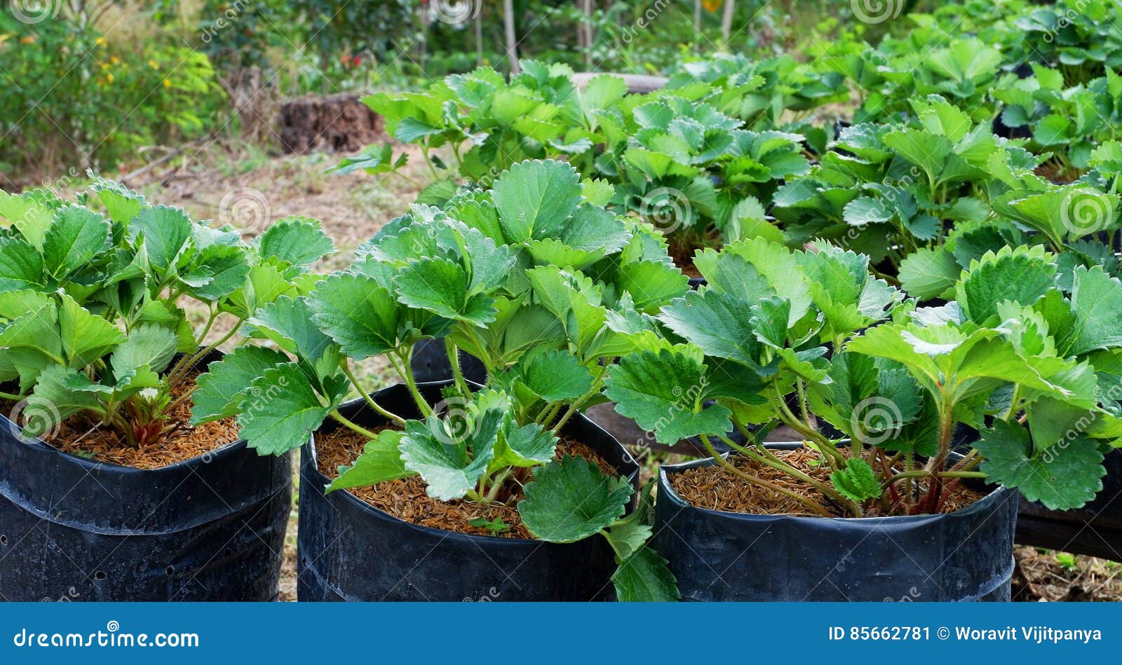 Strawberry plant in pot stock image. Image of worker - 85662781