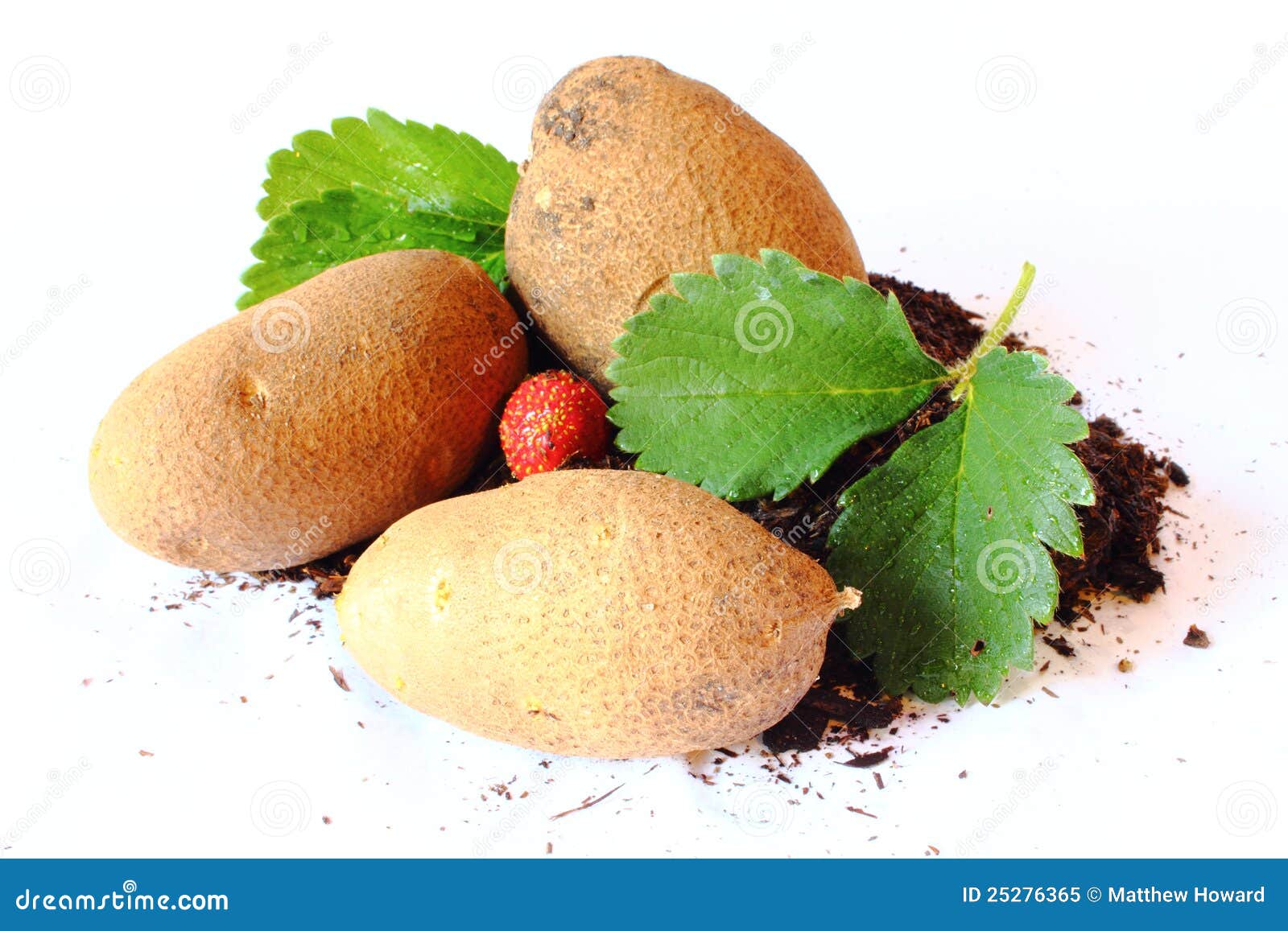Strawberry Plant with Potatoes Stock Image - Image of leaf, nutrition ...