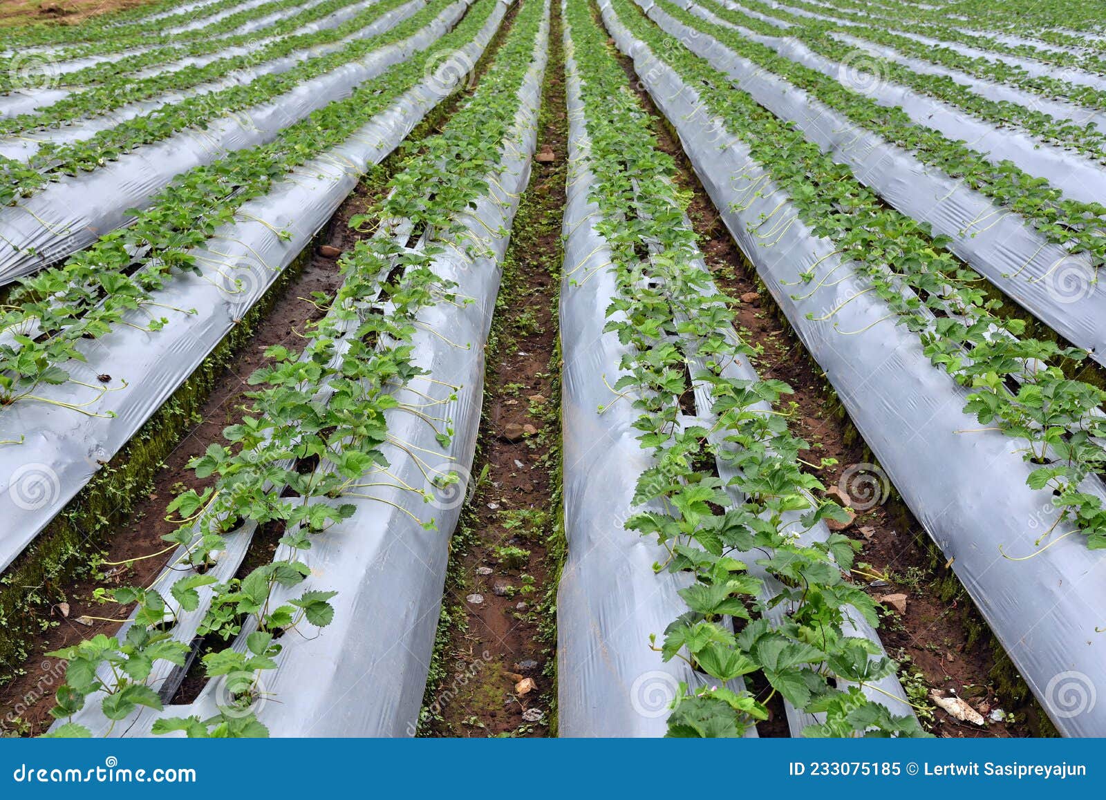 Strawberry Plant in Production Field Stock Image - Image of outdoors ...