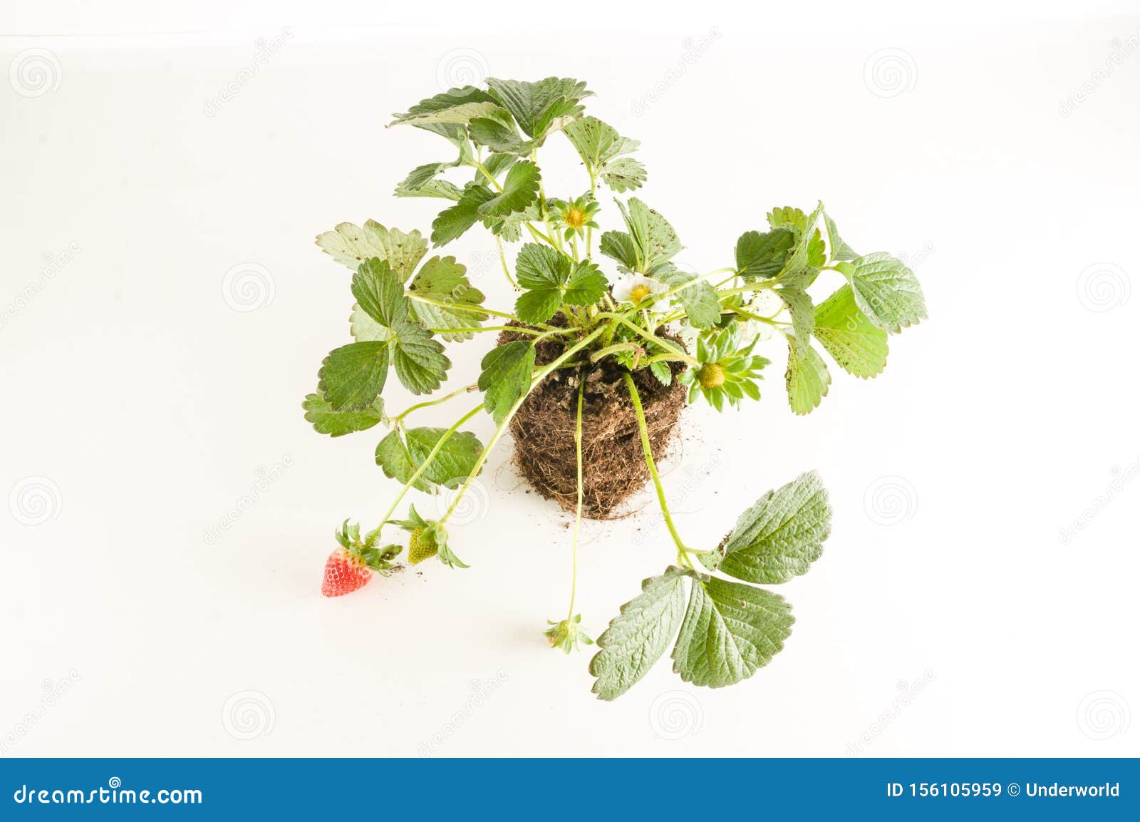 Strawberry Plant with Roots and Soil Stock Image - Image of closeup ...