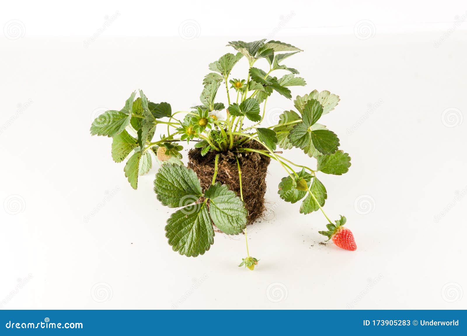 Strawberry Plant with Roots and Soil Stock Image - Image of harvest ...