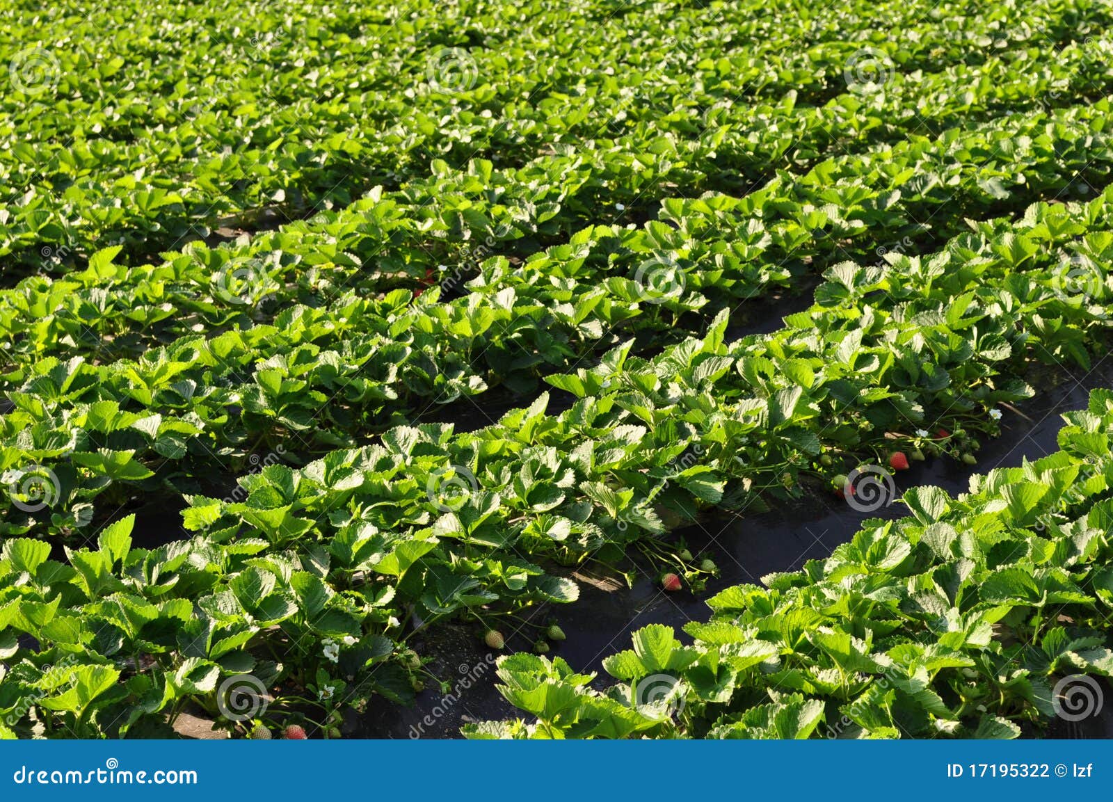 Strawberry Plant In Row Stock Photography - Image: 17195322 Strawberry Plant In Row Stock Photography - Image: 17195322