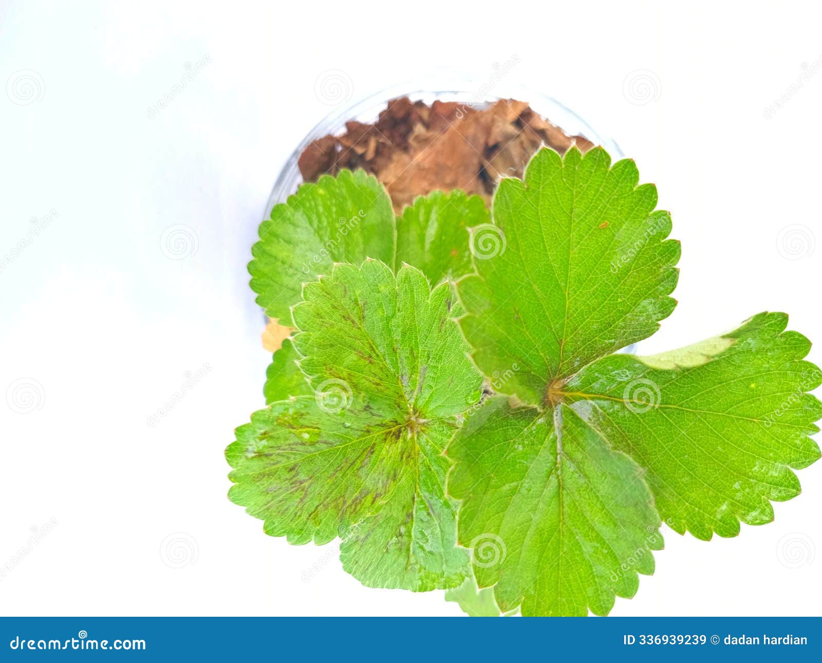 Strawberry Plant with White Background Stock Image - Image of ...
