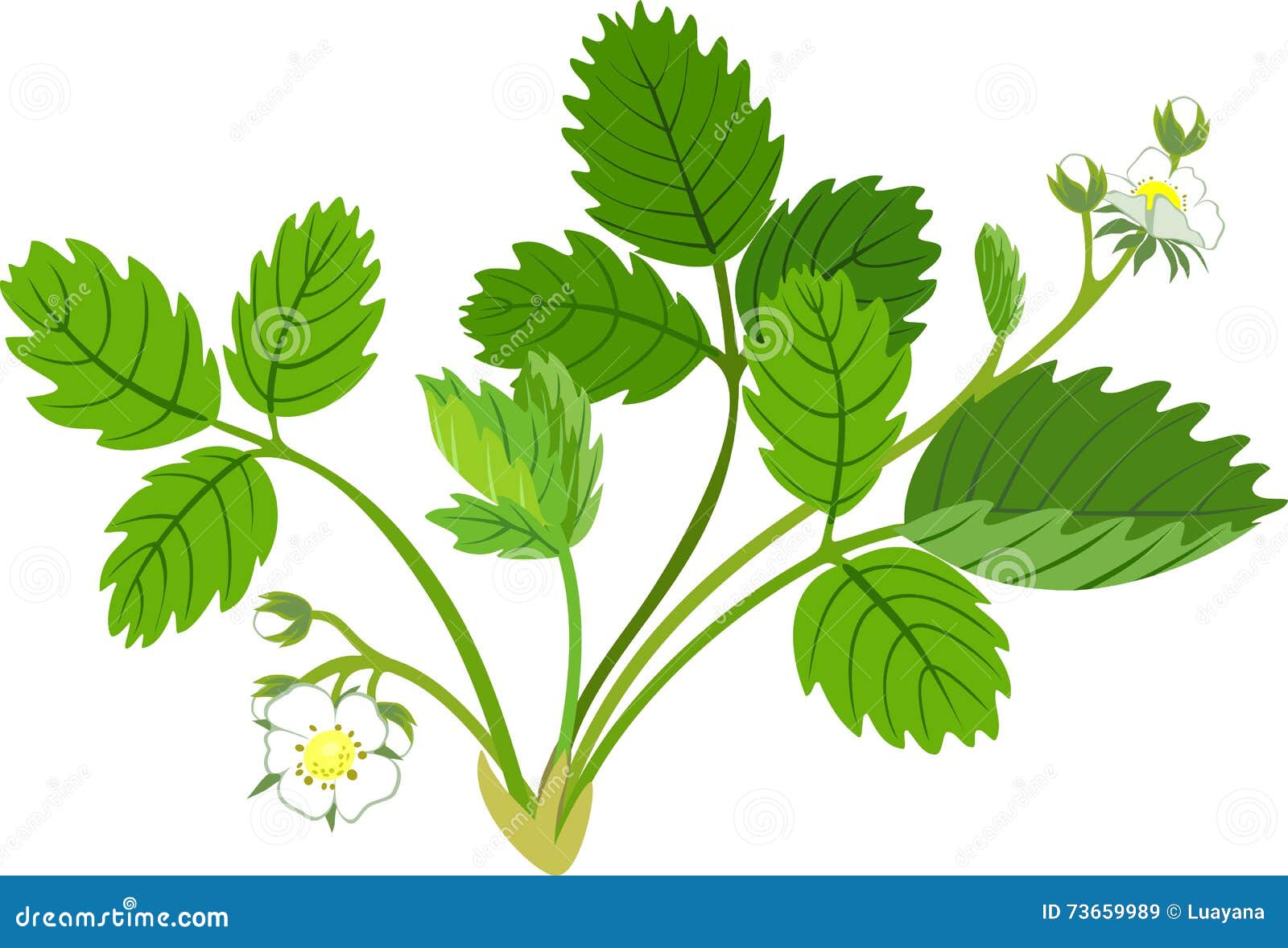Strawberry plant stock vector. Illustration of white - 73659989