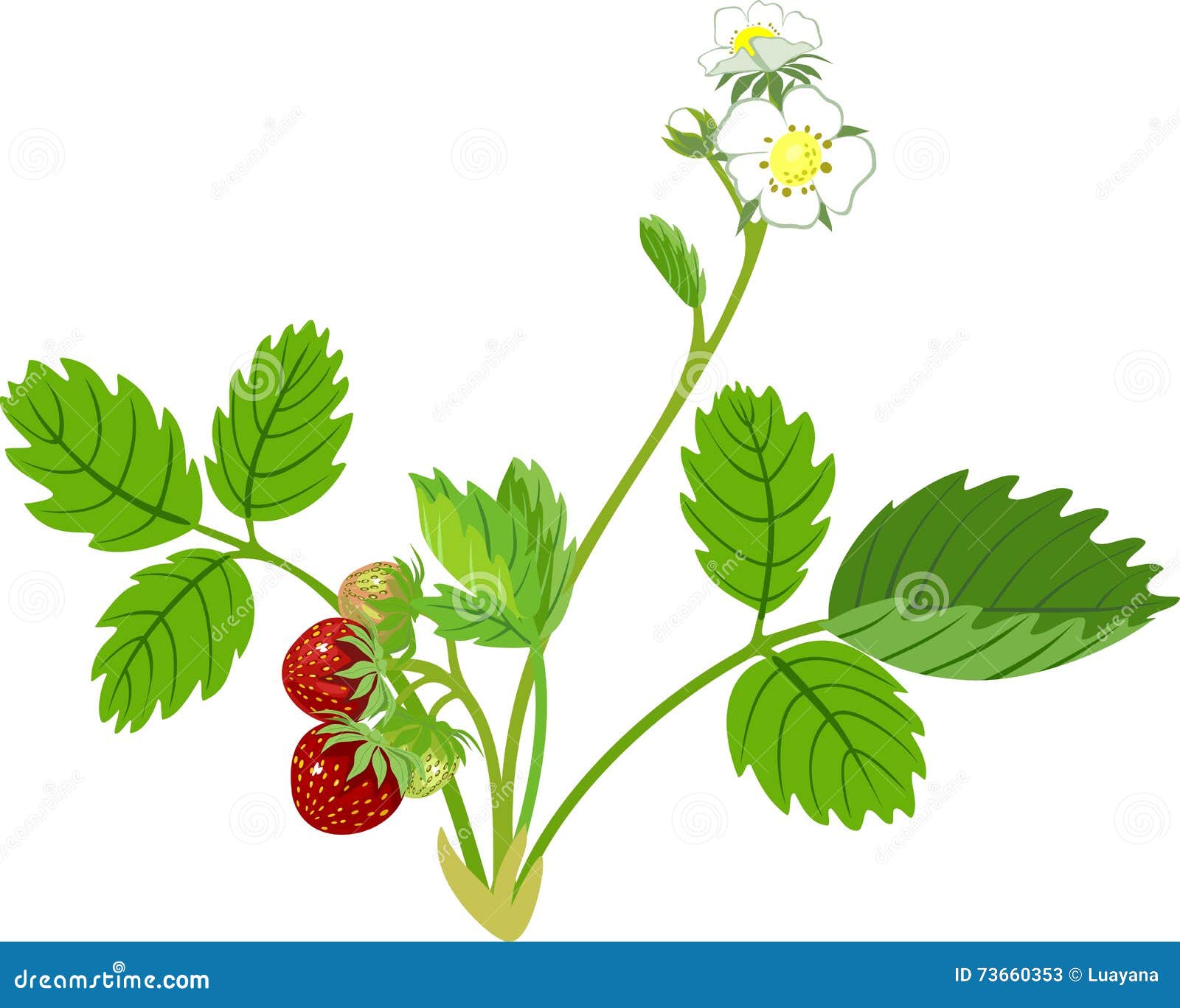 Strawberry plant stock vector. Illustration of blossom - 73660353