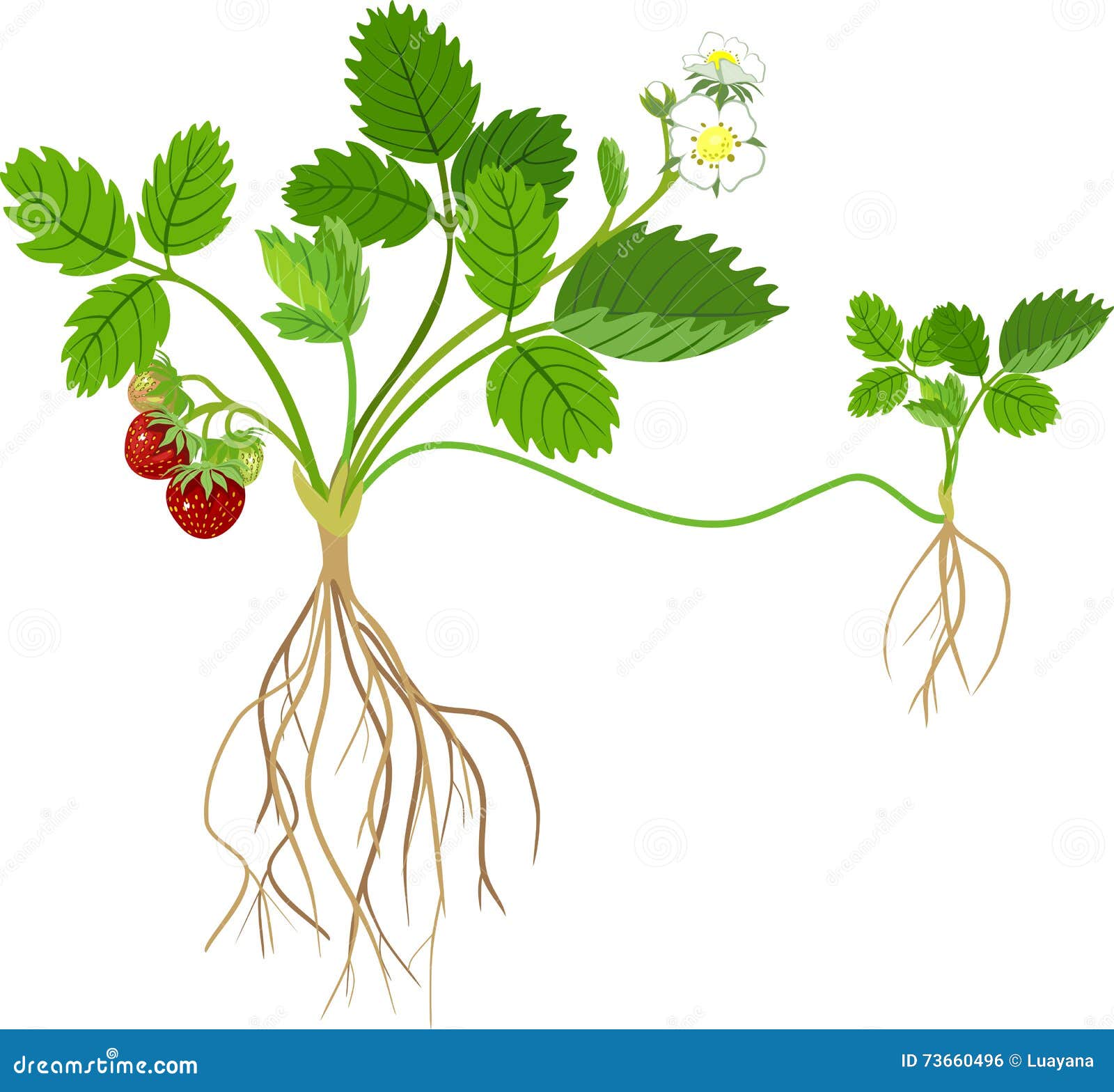 Strawberry plant stock vector. Illustration of crop, drawing - 73660496