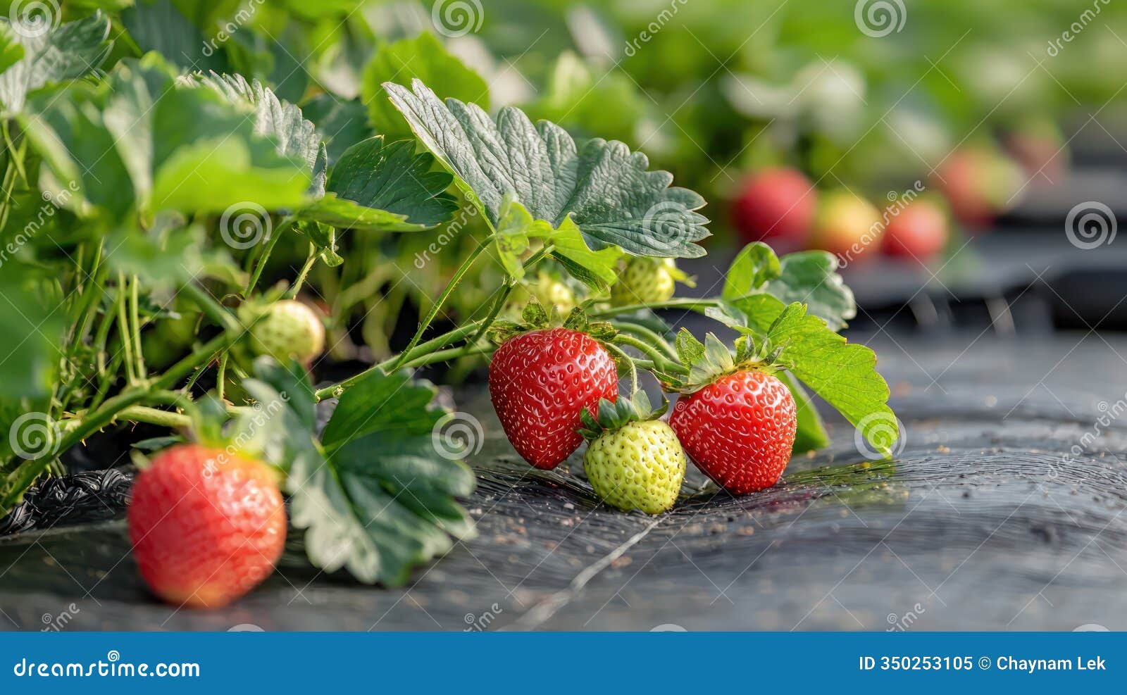 Strawberry Plant on White Background Stock Illustration - Illustration ...