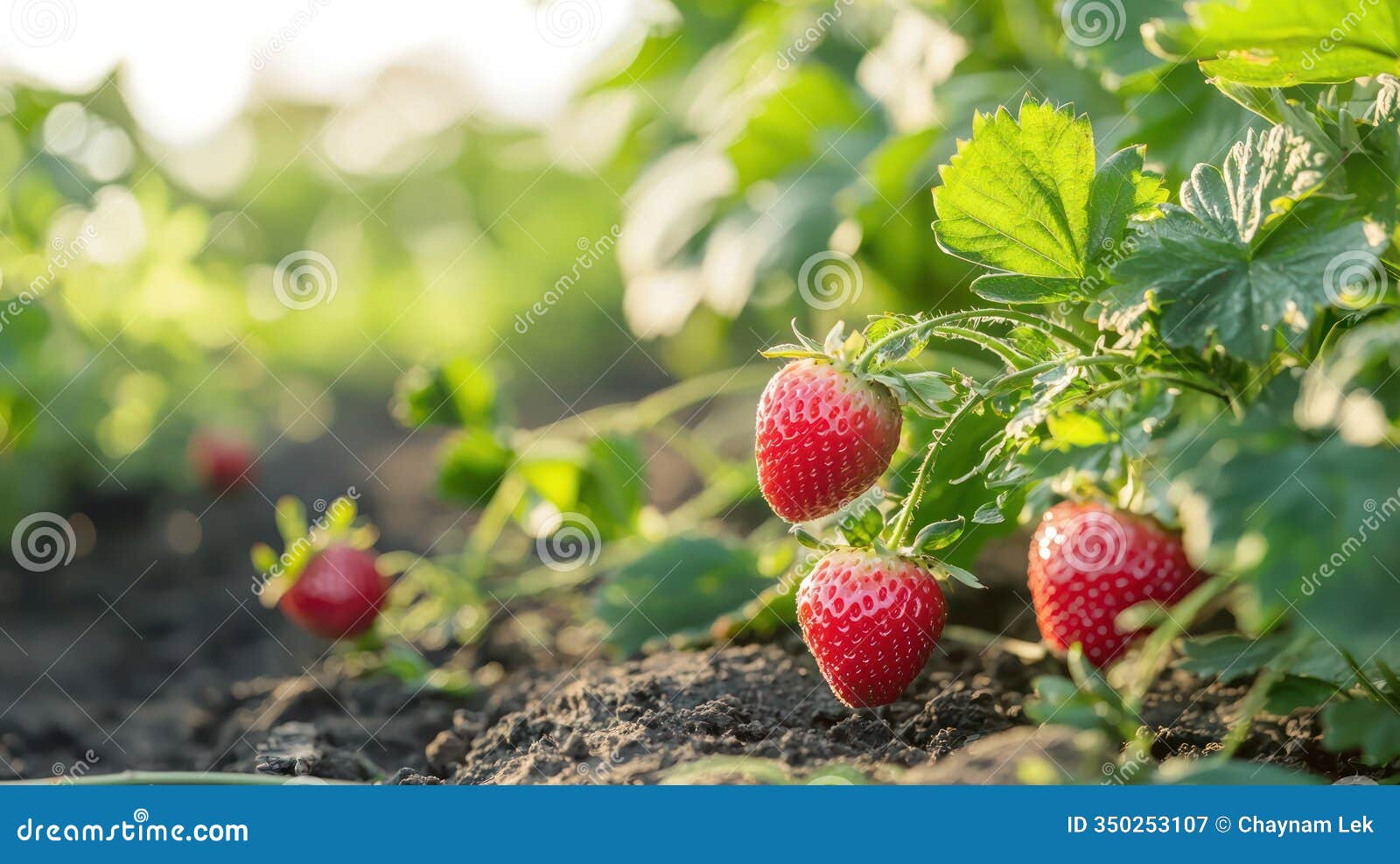 Strawberry Plant on White Background Stock Illustration - Illustration ...