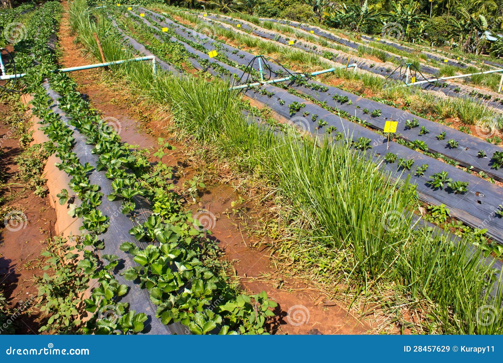 Strawberry Plantations Sliding Scale. Stock Image - Image of harvest ...