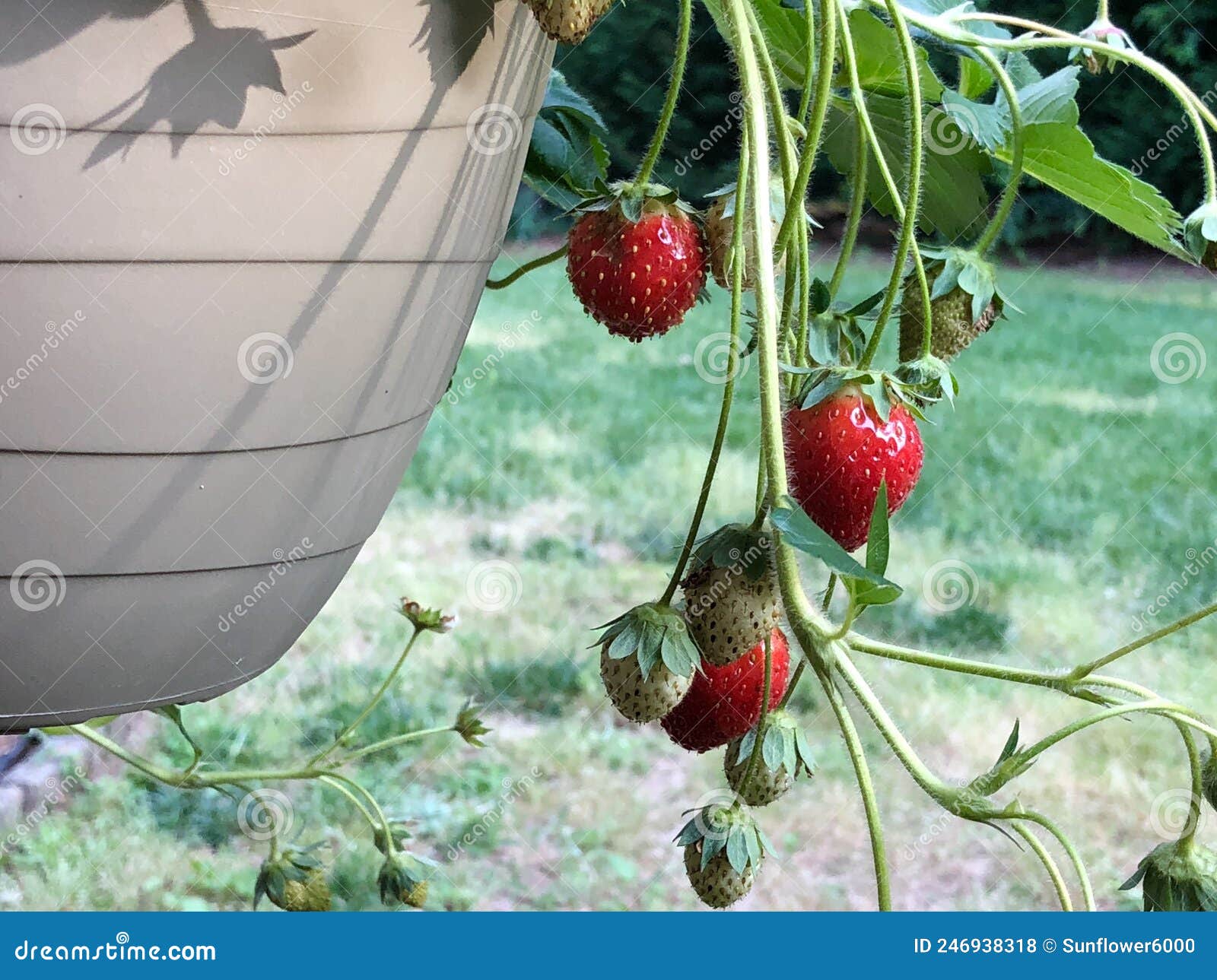 Strawberry Plants in Containers Stock Photo - Image of garden, pick ...