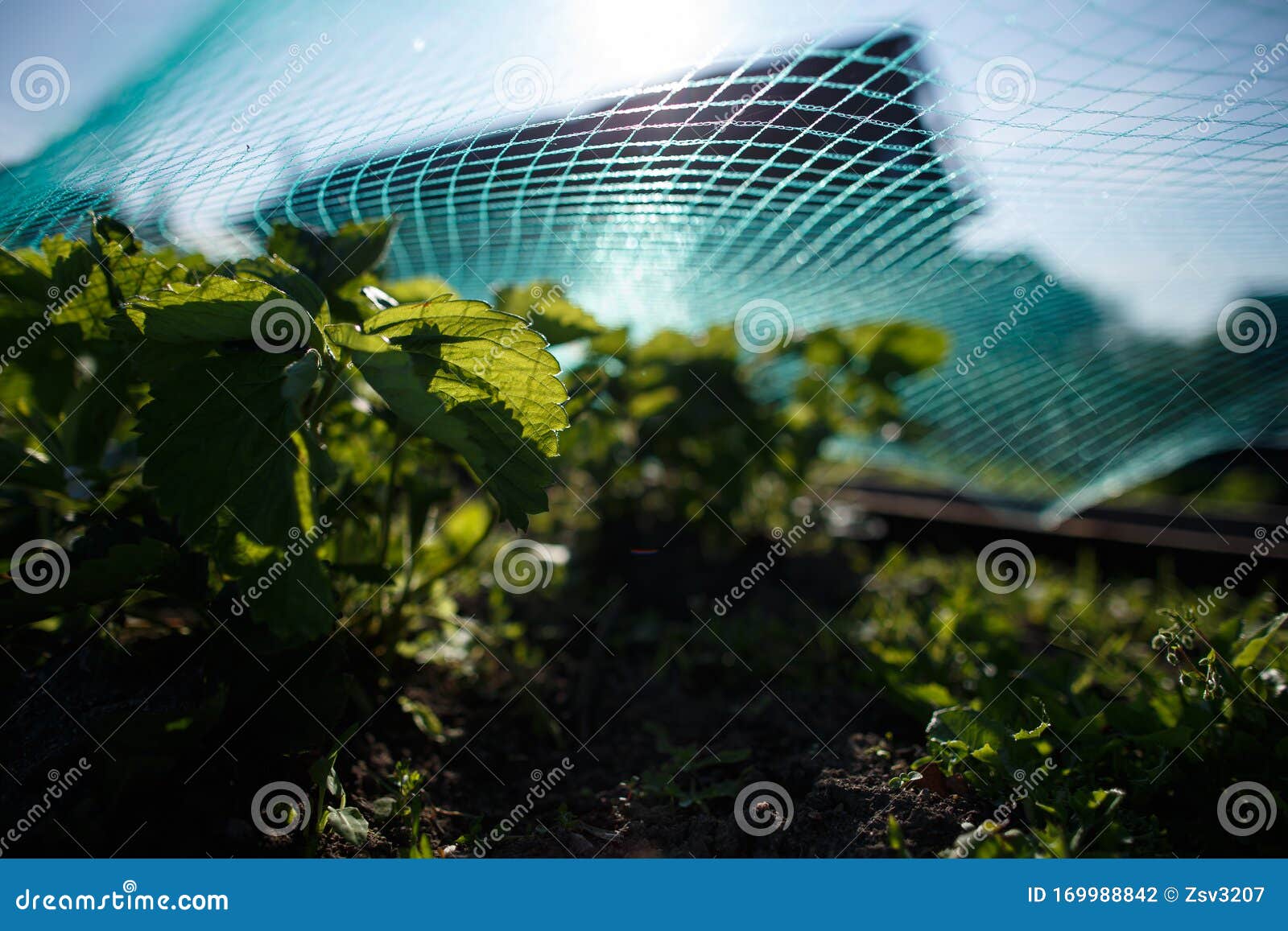 Strawberry Plants Growing Under Protective Net from Birds Stock Photo ...