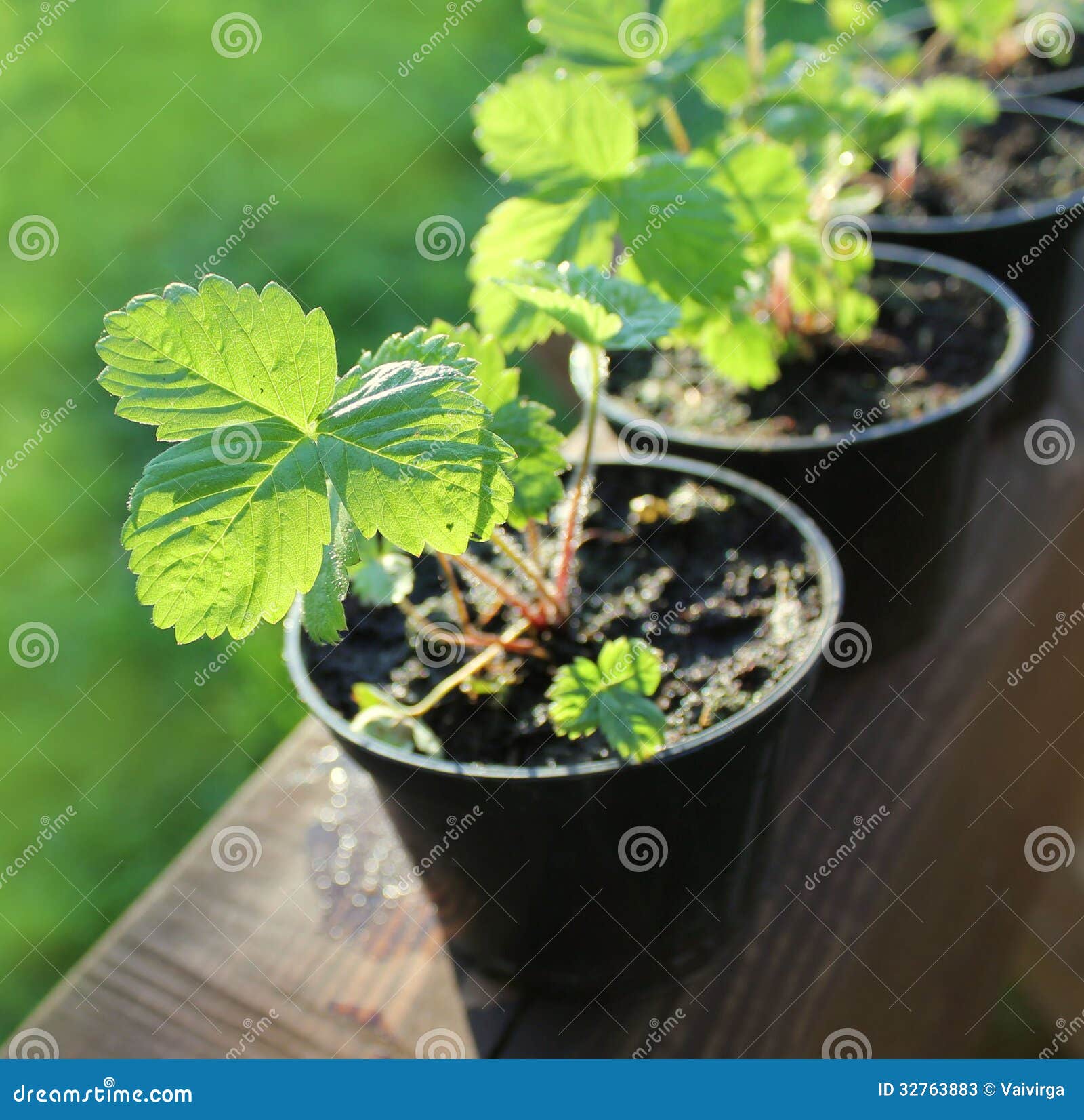 Strawberry plants in pots stock image. Image of land - 32763883