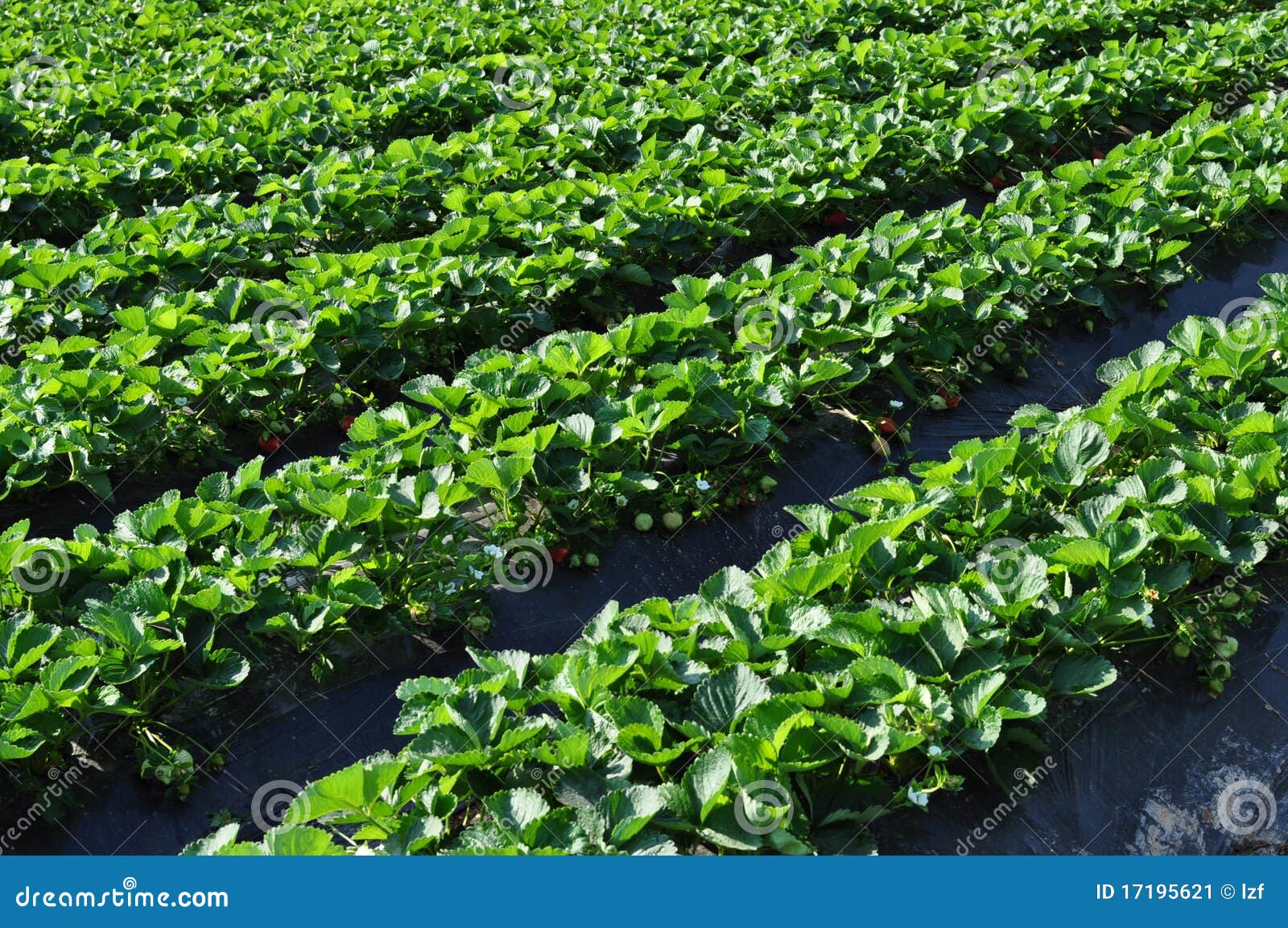 Strawberry plants rows stock image. Image of farming - 17195621