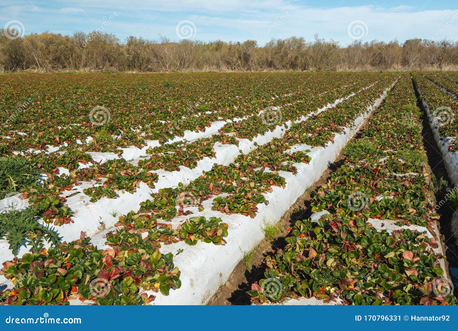 Strawberry Plants in a Rows Stock Image - Image of plants, food: 170796331