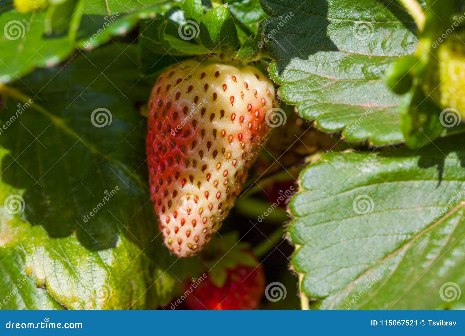 Strawberry in the Process of Ripening. Stock Image - Image of process ...