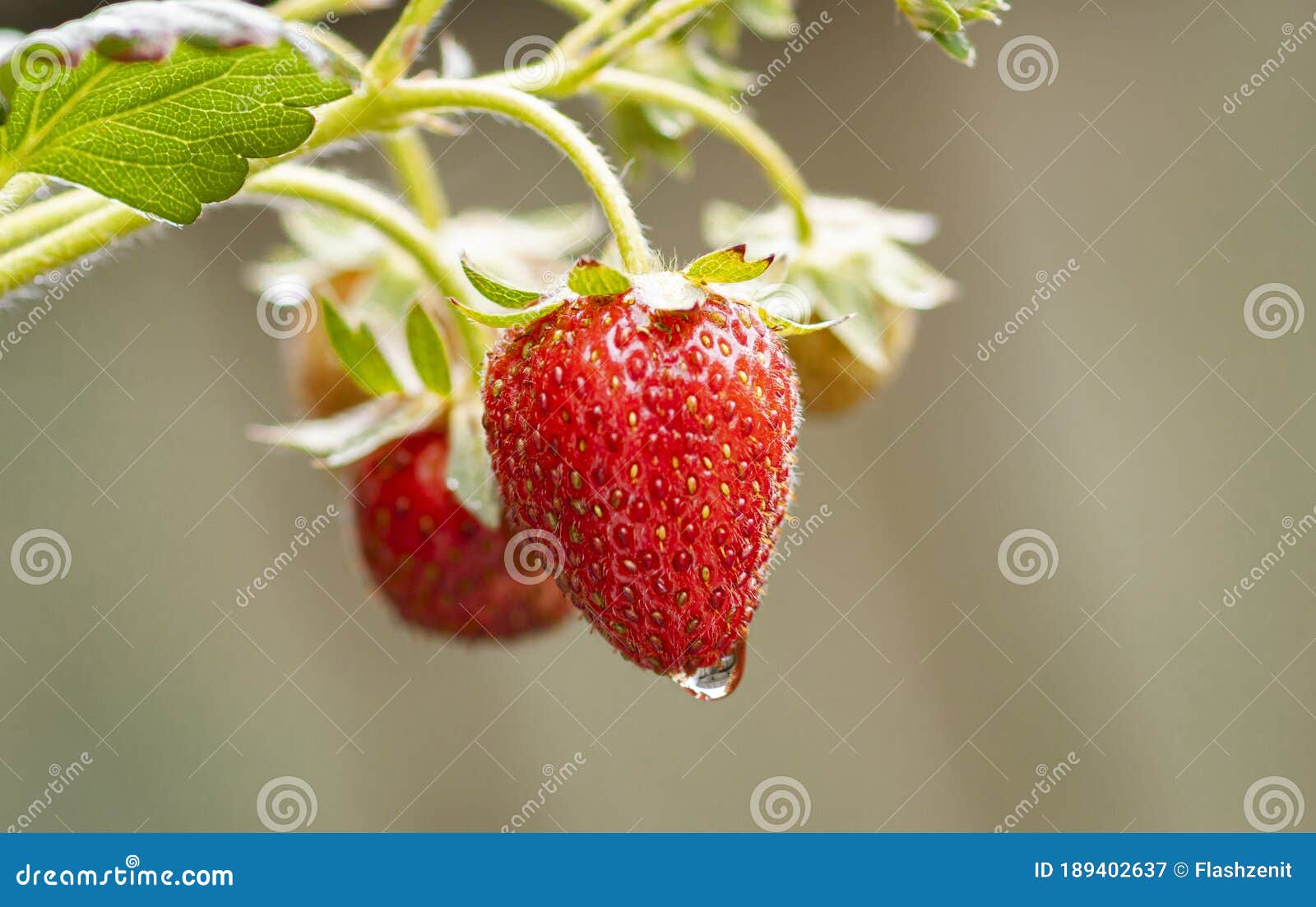 Strawberry after rain stock image. Image of drop, rain - 189402637