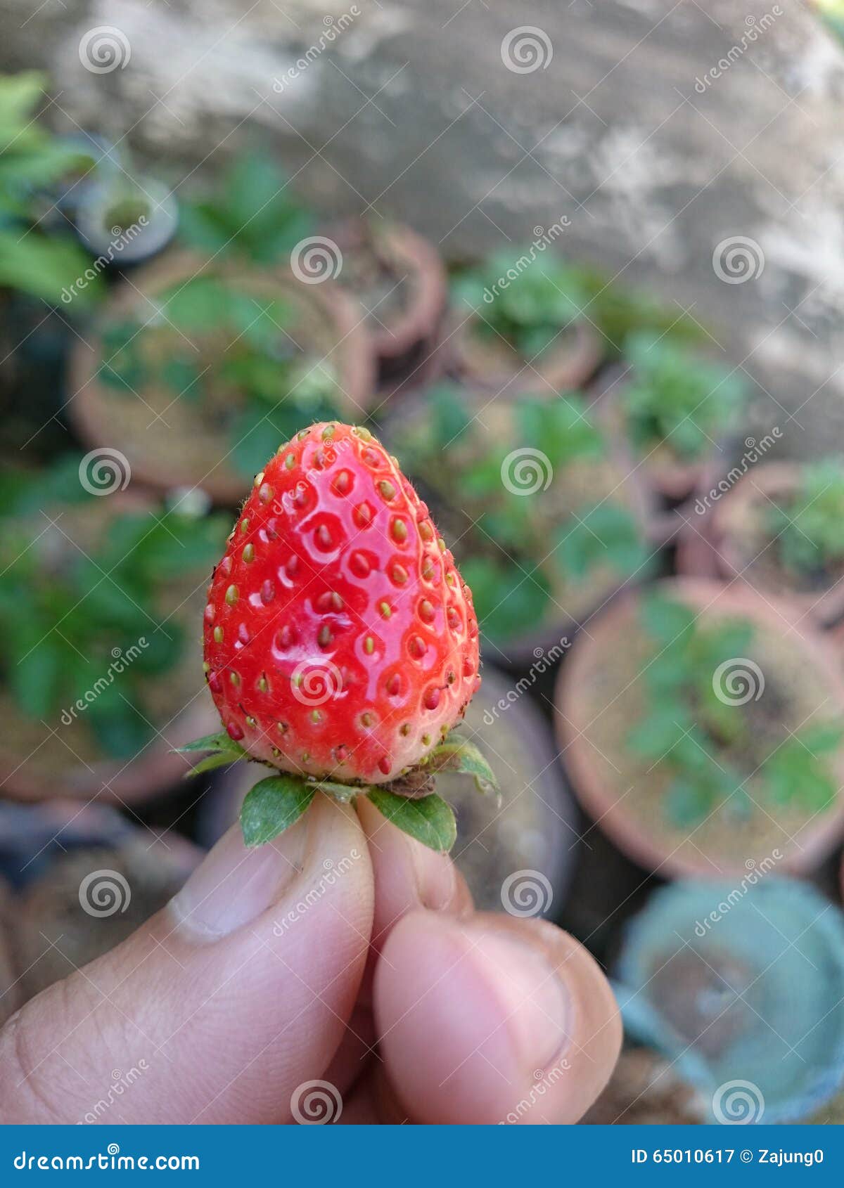 Strawberry stock image. Image of hand, strawberry, fruit - 65010617