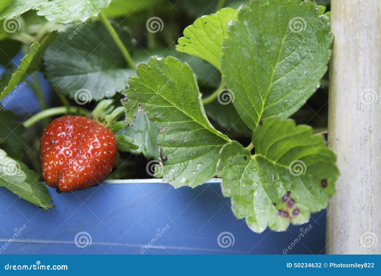 Strawberry stock photo. Image of strawberry, farm, fresh - 50234632
