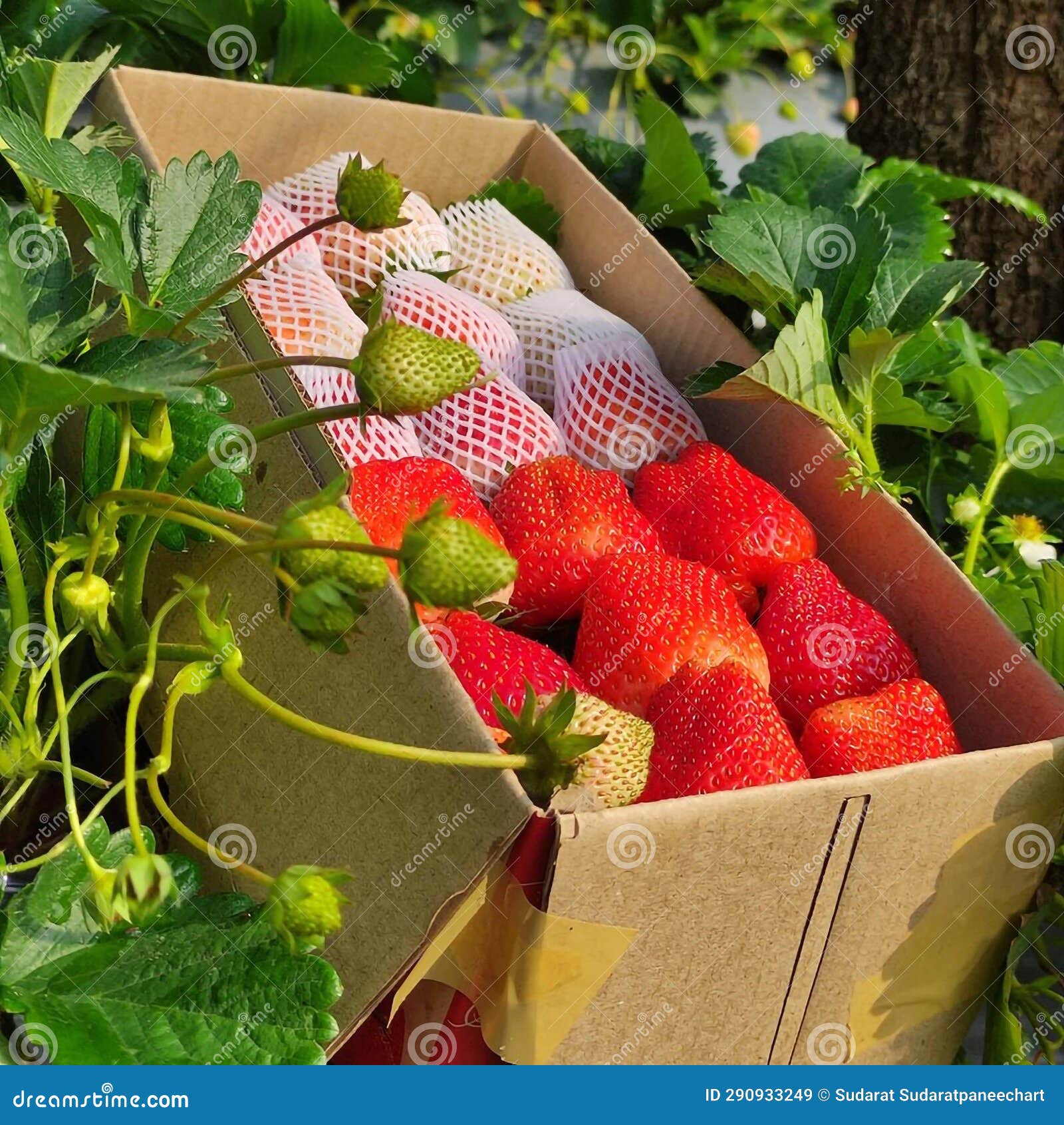 Strawberry Red Fruit Strawberry Tree Planting Strawberries Stock Image ...
