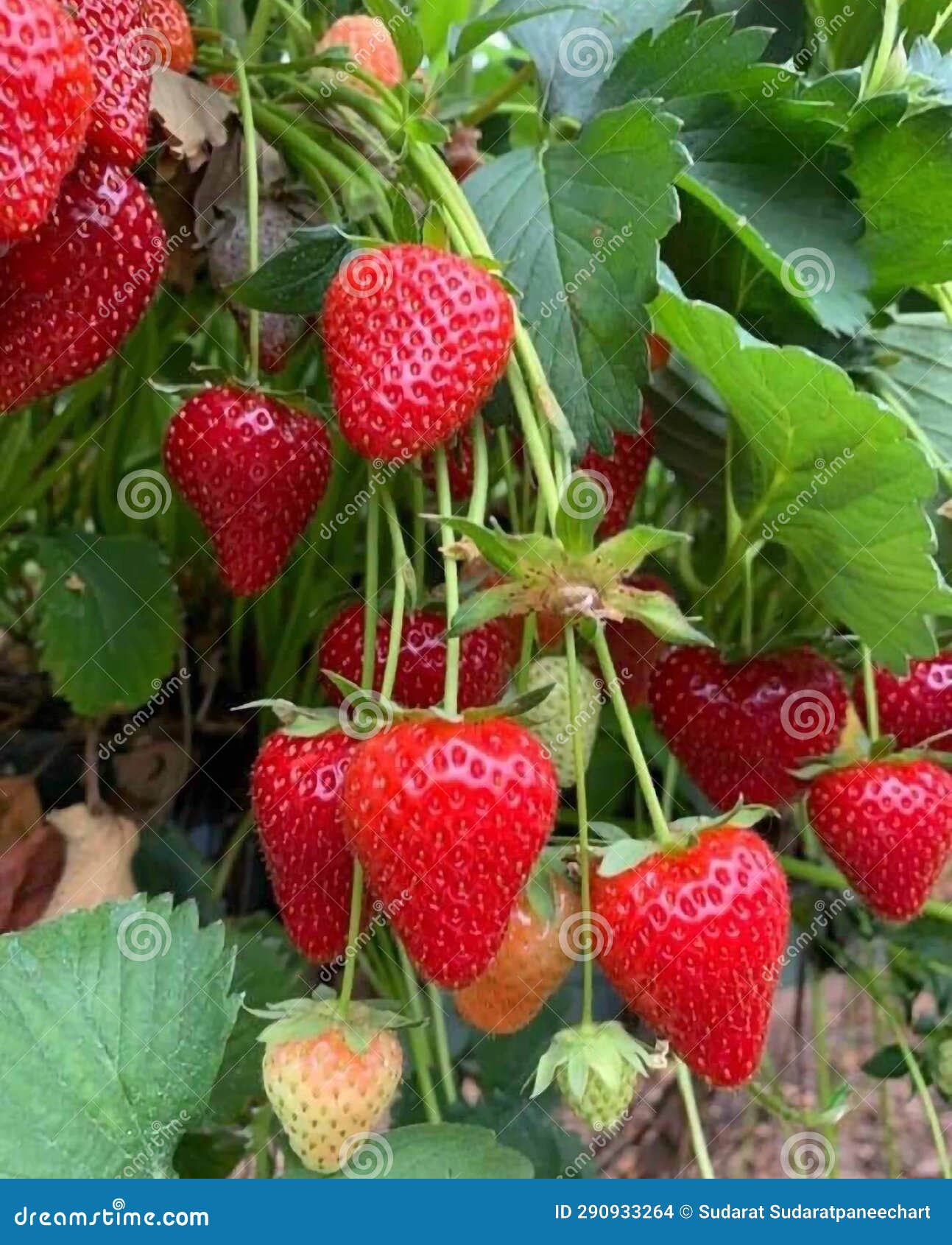 Strawberry Red Fruit Strawberry Tree Planting Strawberries Stock Photo ...