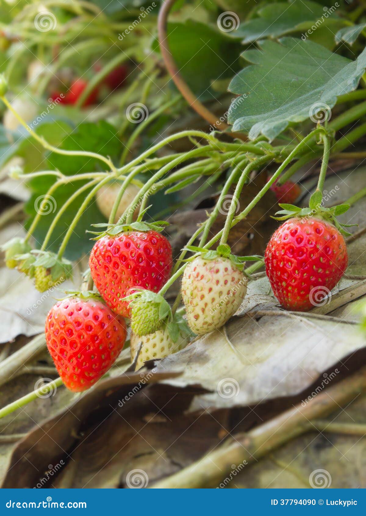 Strawberry Ripe in the Garden Stock Photo - Image of outdoor, organic ...