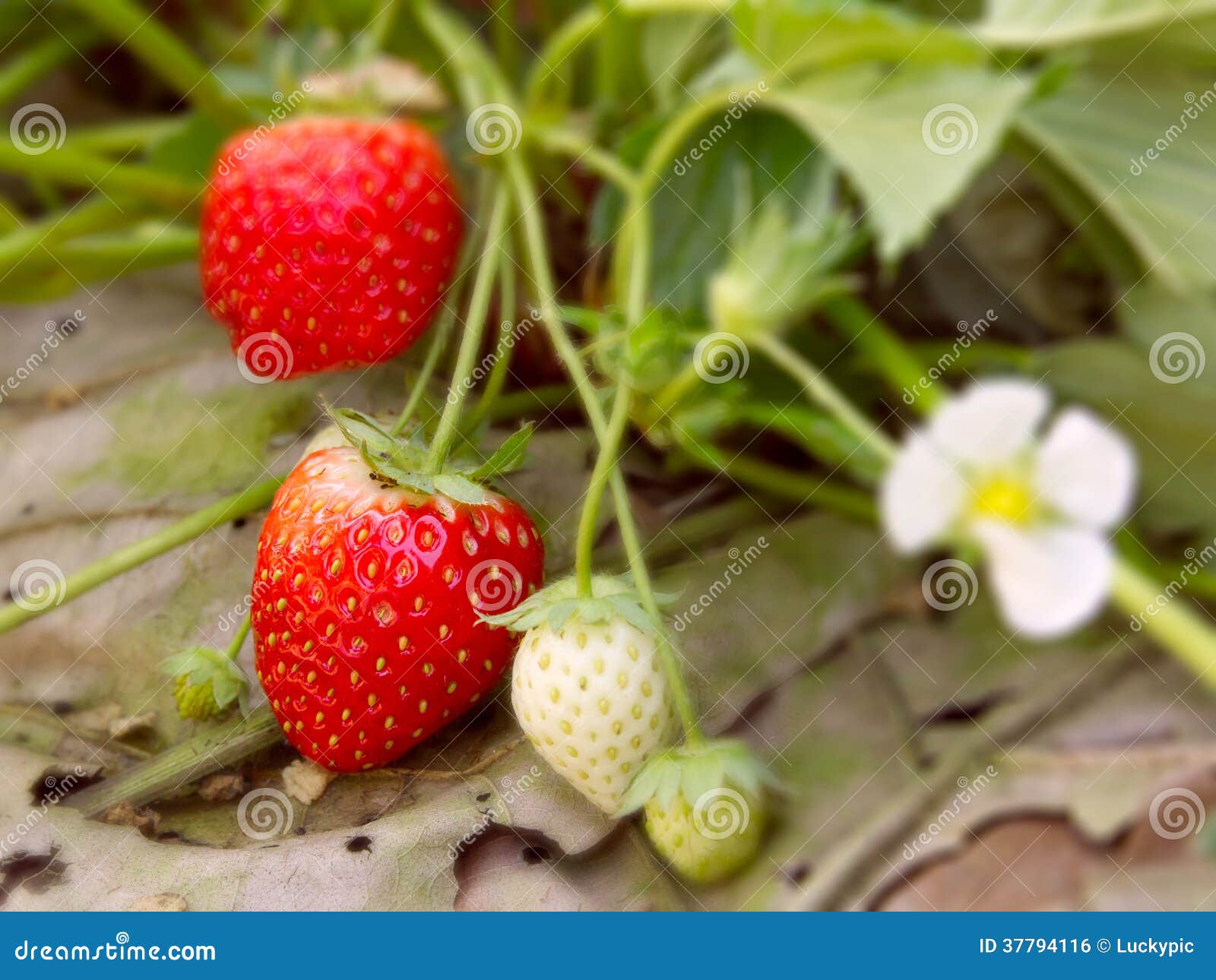 Strawberry Ripe in the Garden Stock Photo - Image of natural, cute ...