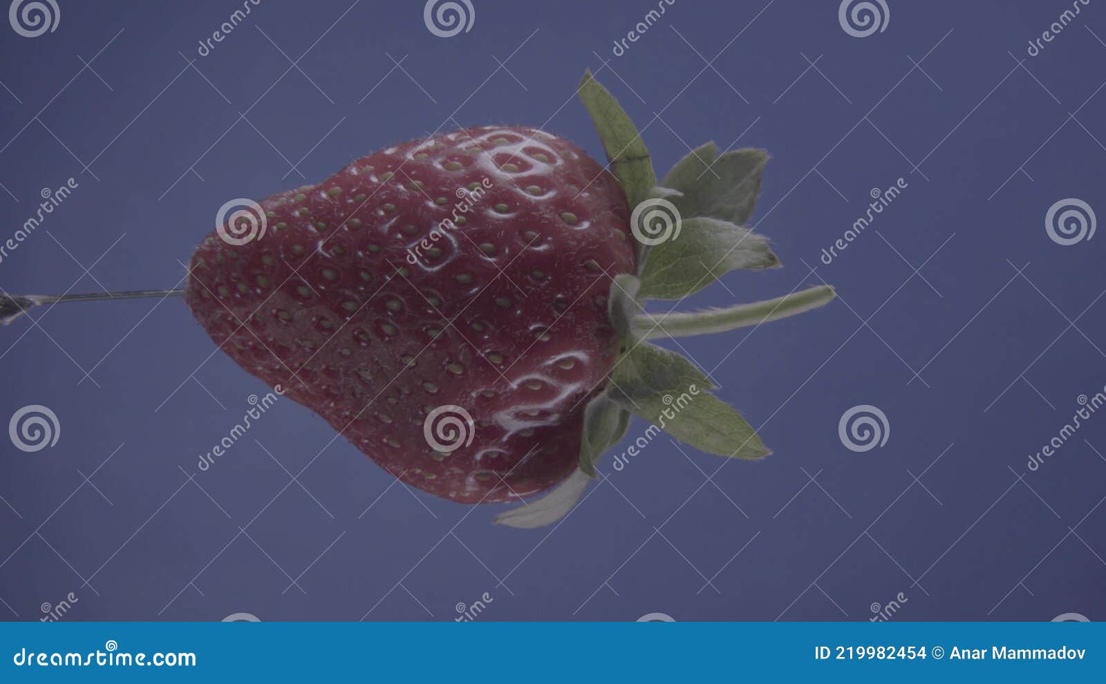 Strawberry Rotating with Loop on Blue Screen for Chroma Key Stock ...