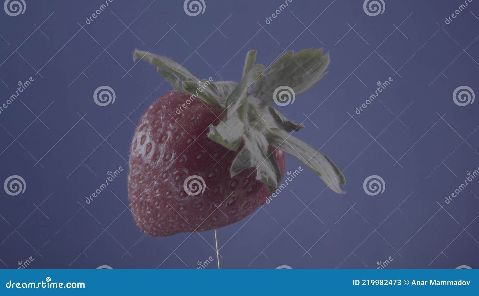 Strawberry Rotating with Loop on Blue Screen for Chroma Key Stock Video ...