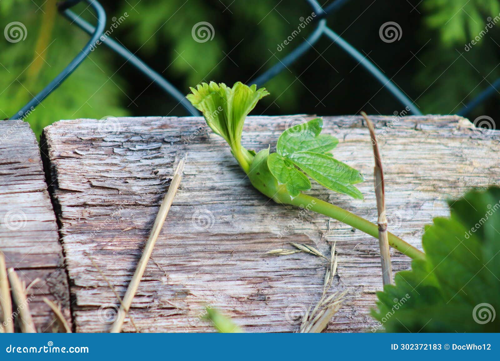 Strawberry Runners in Summer. the Strawberry Bush Reproduces Using ...