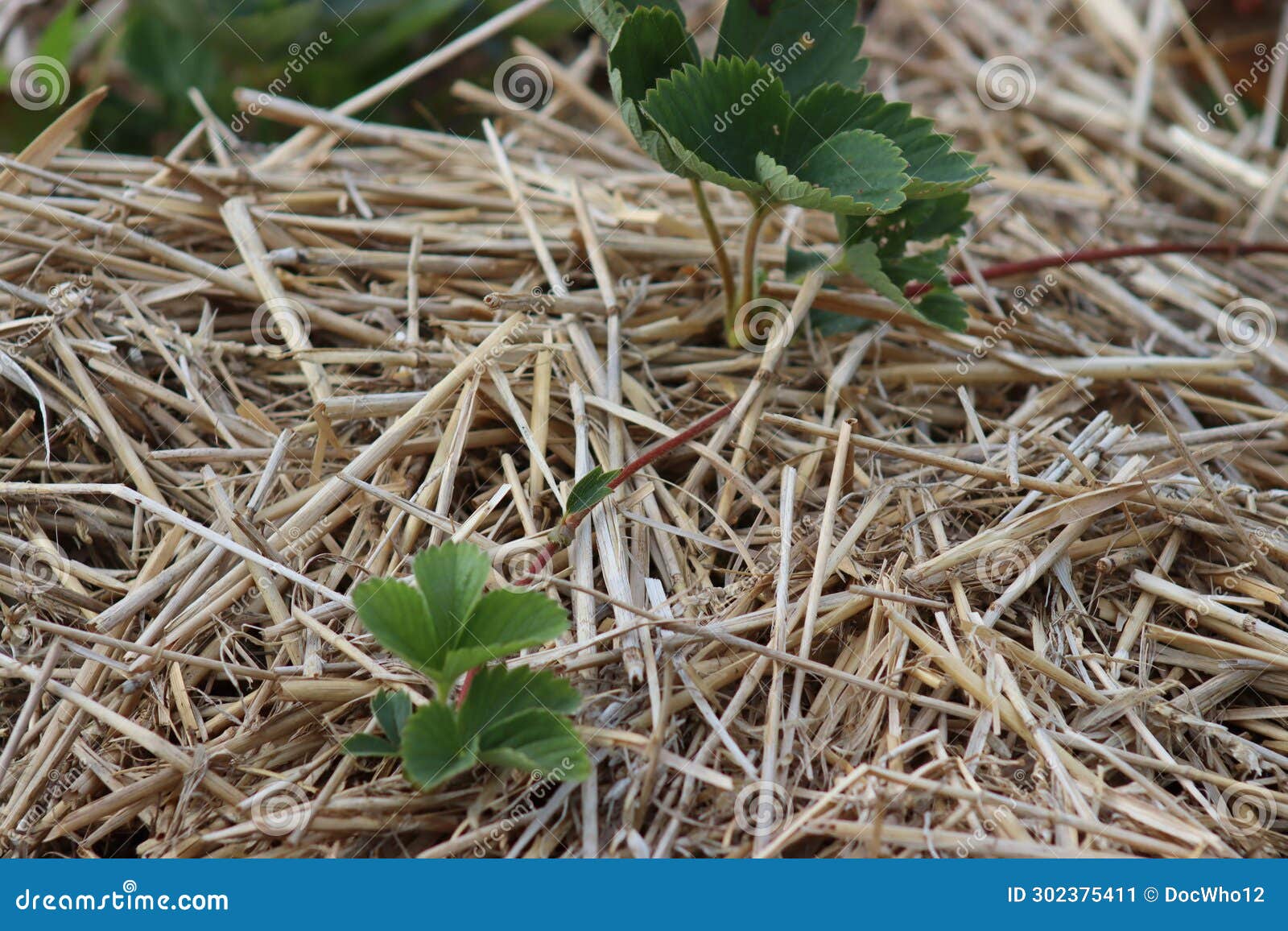 Strawberry Runners in Summer. the Strawberry Bush Reproduces Using Stolons Stock Image - Image ...