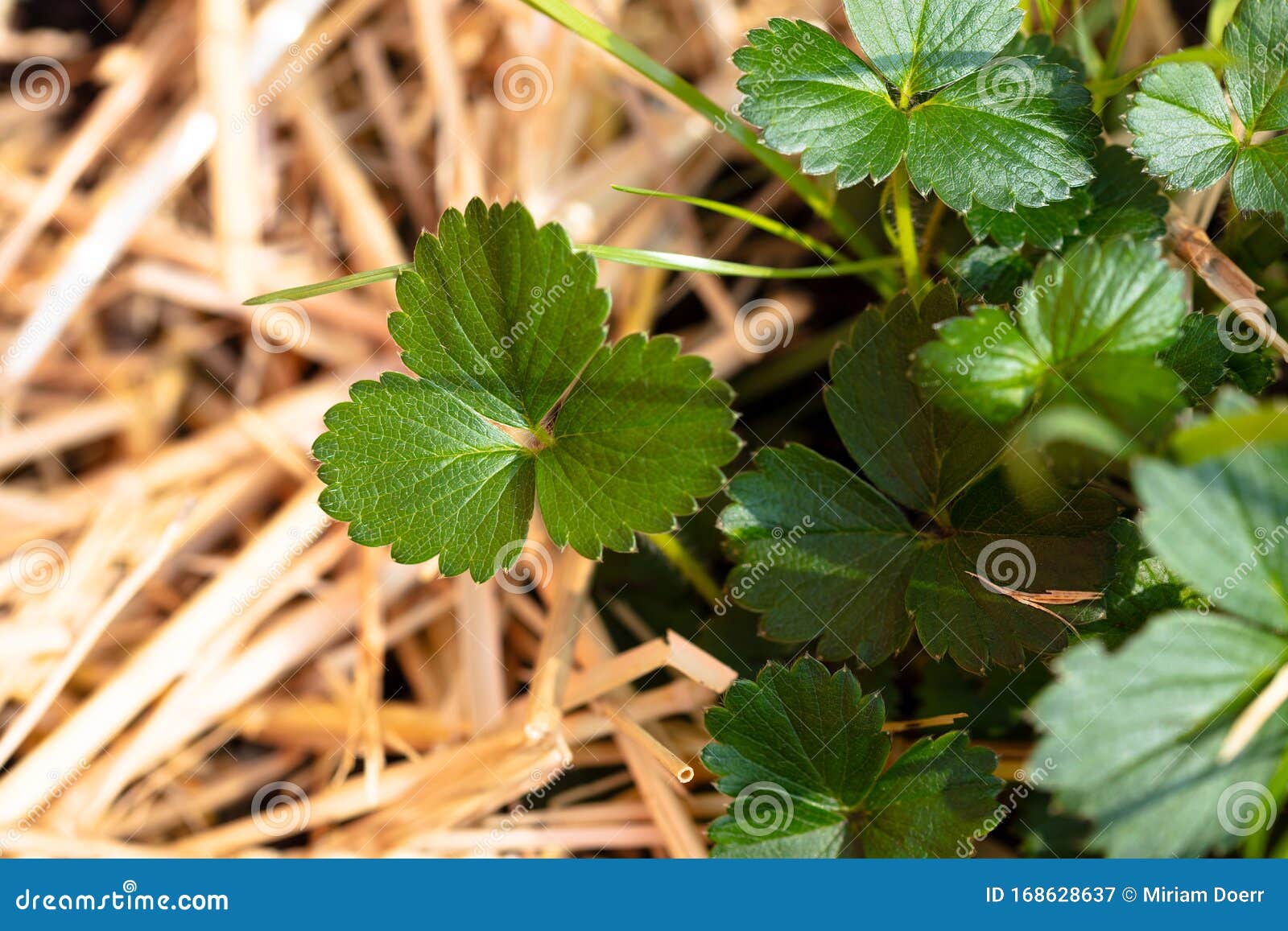 Strawberry Seedling Plant with Straw Stock Image - Image of bush ...