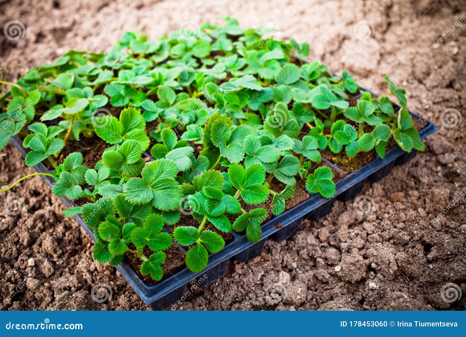 Root System Strawberries Stock Photos - Free & Royalty-Free Stock ...
