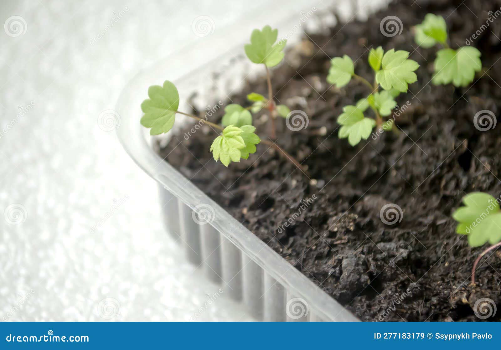 Strawberry Seedlings in a Small Container. Growing Strawberries from ...