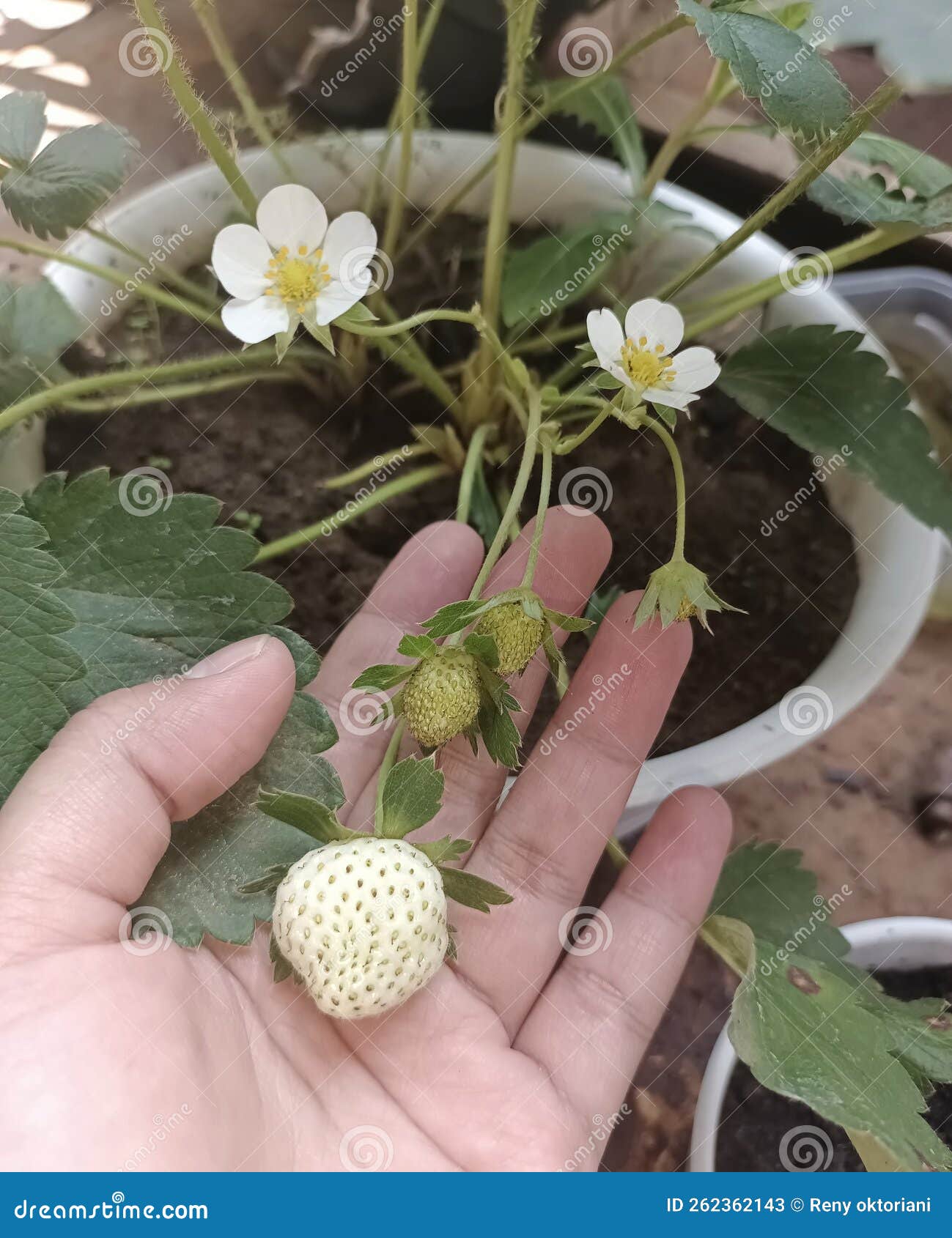 Strawberry seeds stock image. Image of green, flower - 262362143