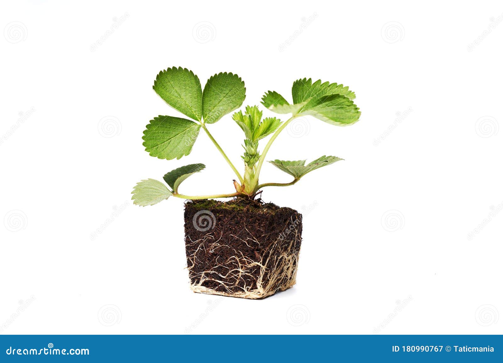 Strawberry Sprout Green Plant with Root Isolated on White Stock Image ...