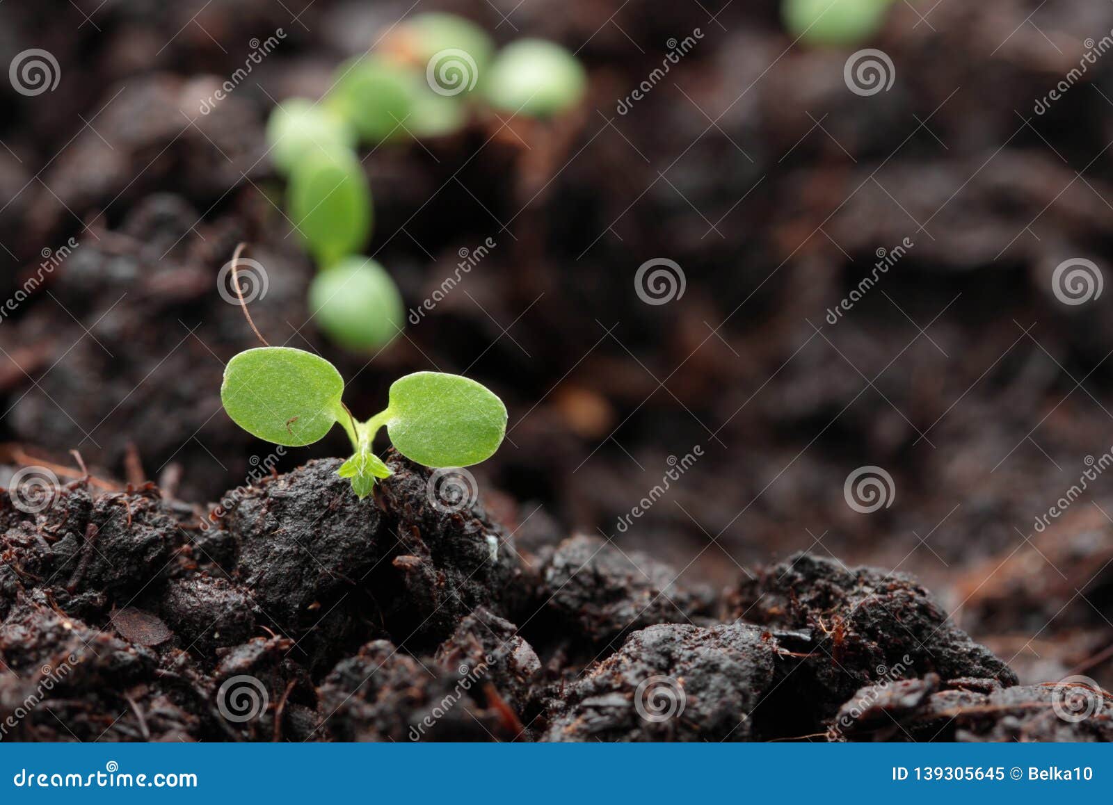 Strawberry sprout stock image. Image of grow, green - 139305645