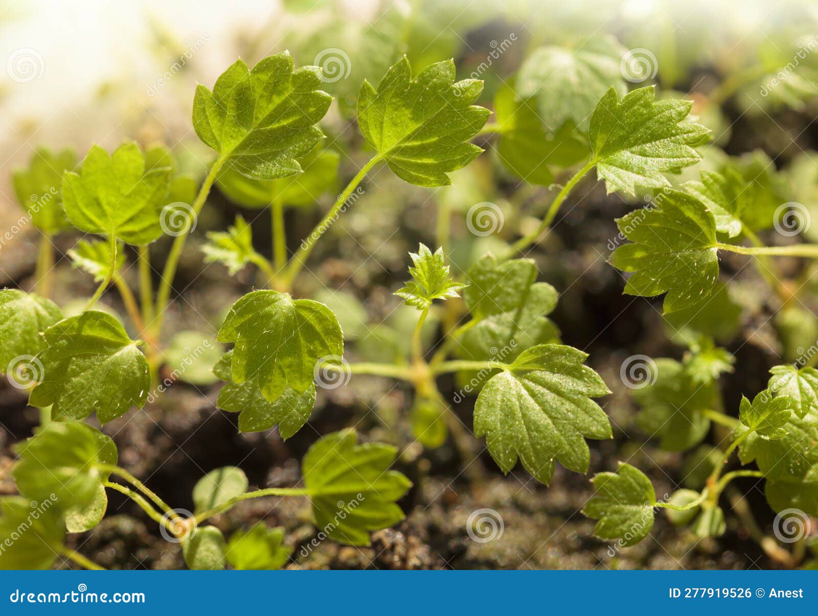 Strawberry sprouts stock photo. Image of spring, strawberry - 277919526