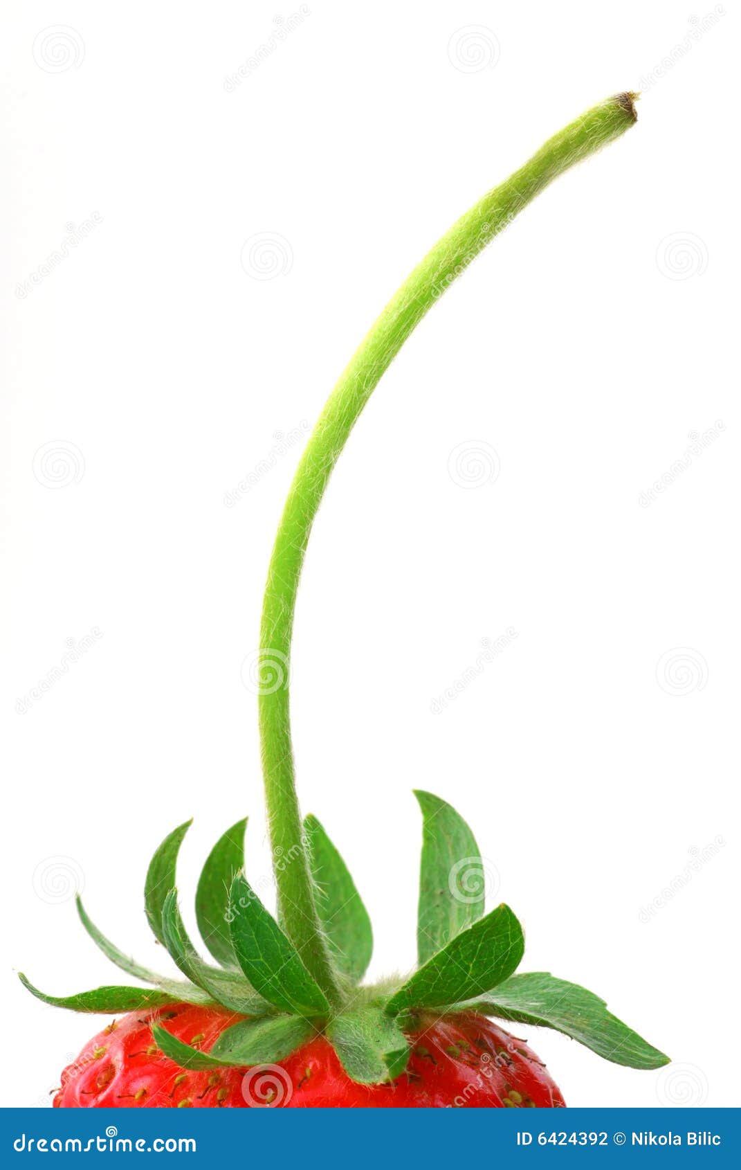 Strawberry Stem Stock Photography - Image: 6424392