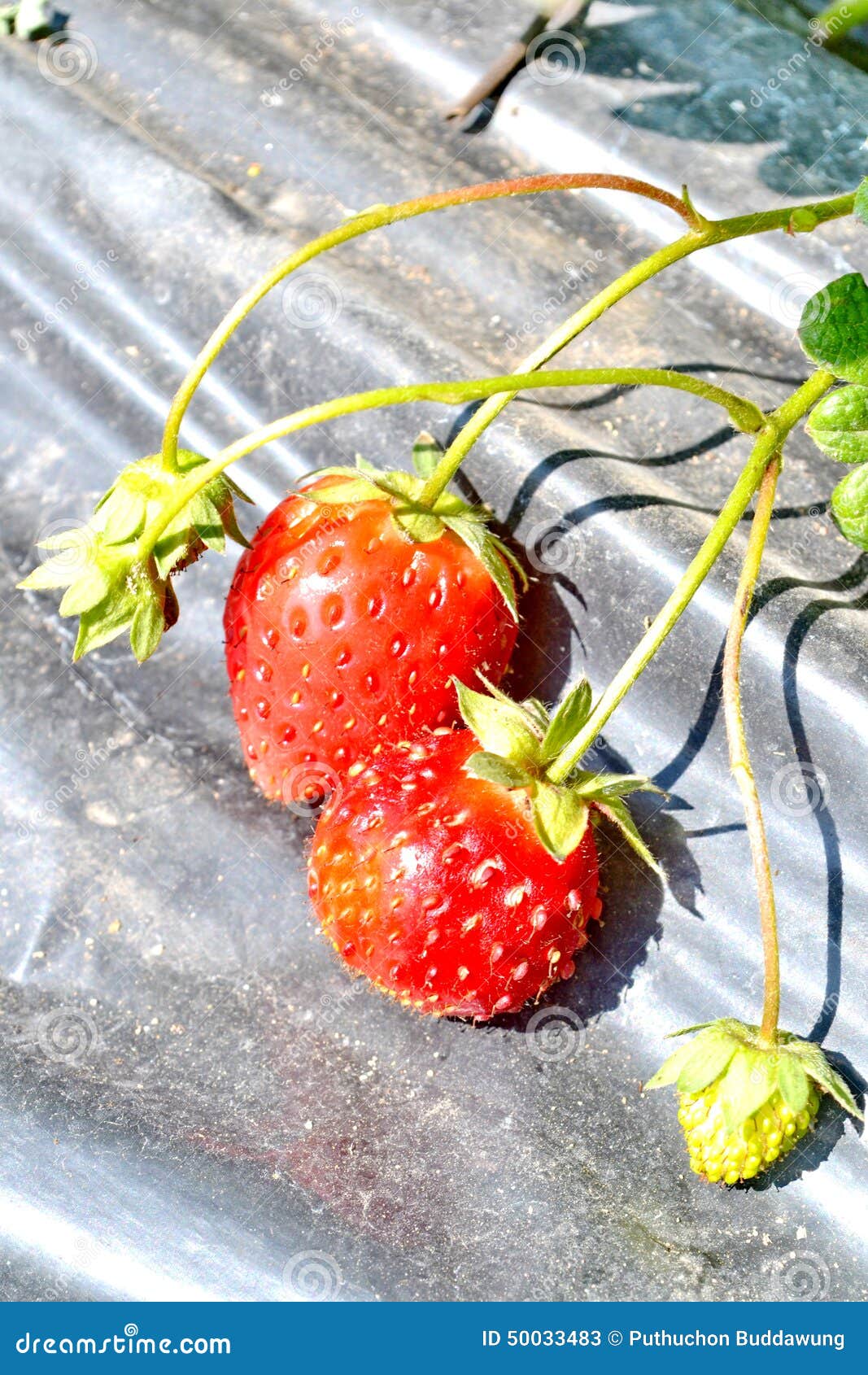 Strawberry stock image. Image of full, farm, juicy, container - 50033483