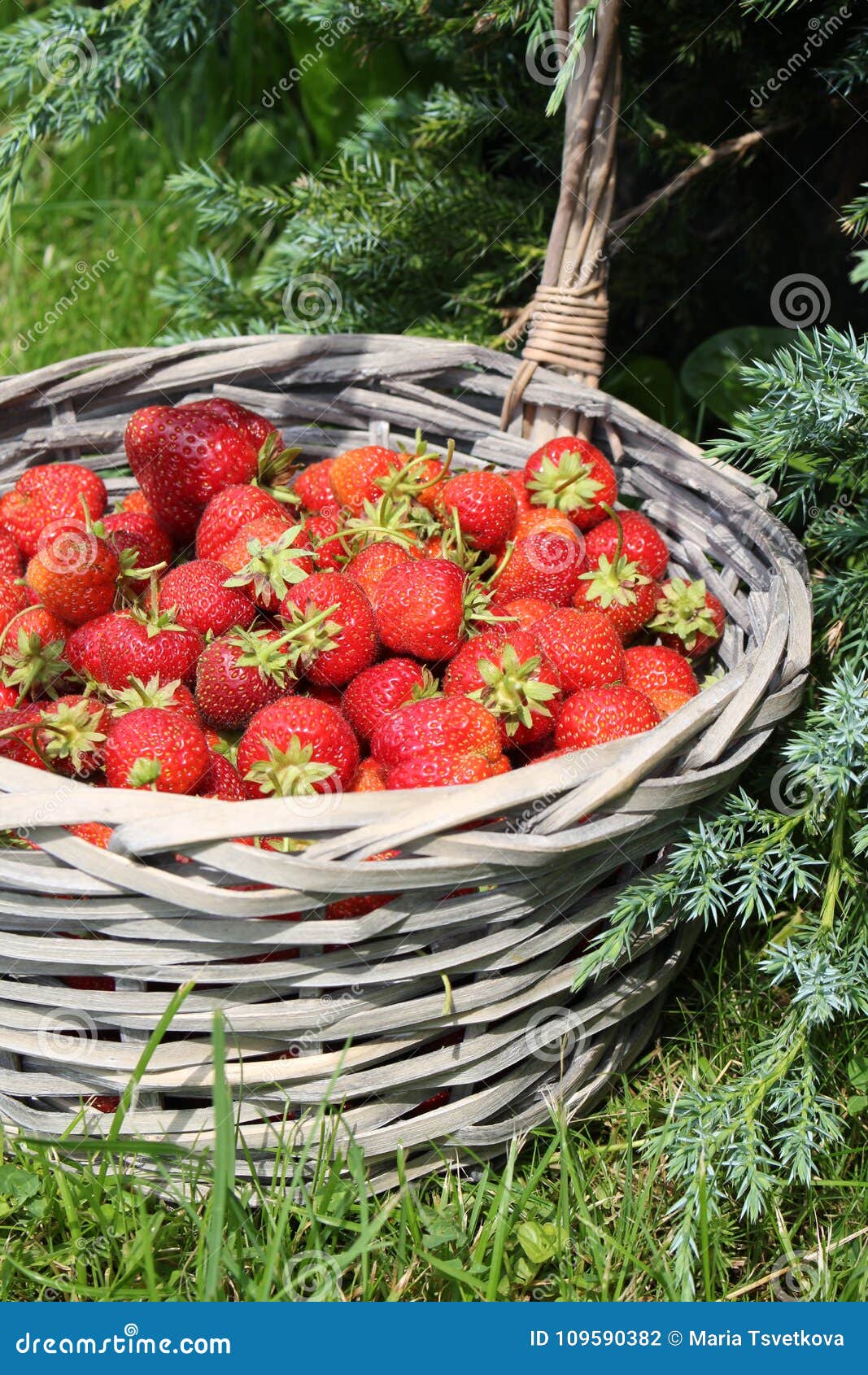 Strawberry stock photo. Image of basket, garden, berry - 109590382