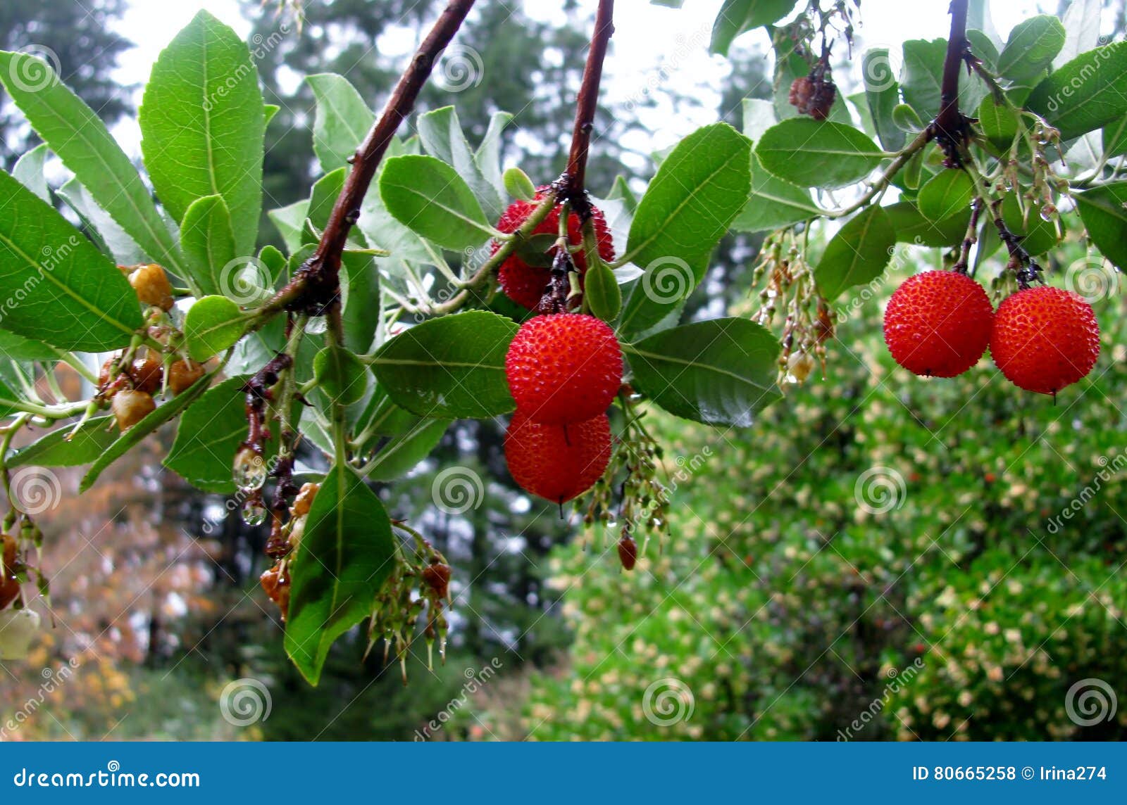 Strawberry Tree Arbutus Unedo Fruit. Stock Photo - Image of evergreen ...