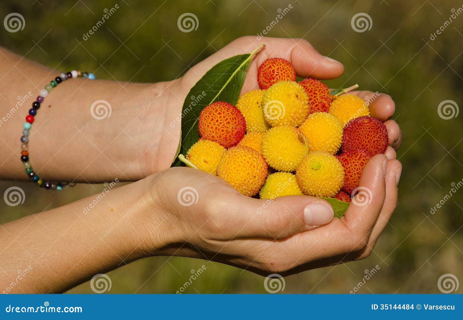 Strawberry Tree (arbutus Unedo),Huesca, Spain Stock Photo - Image of ...